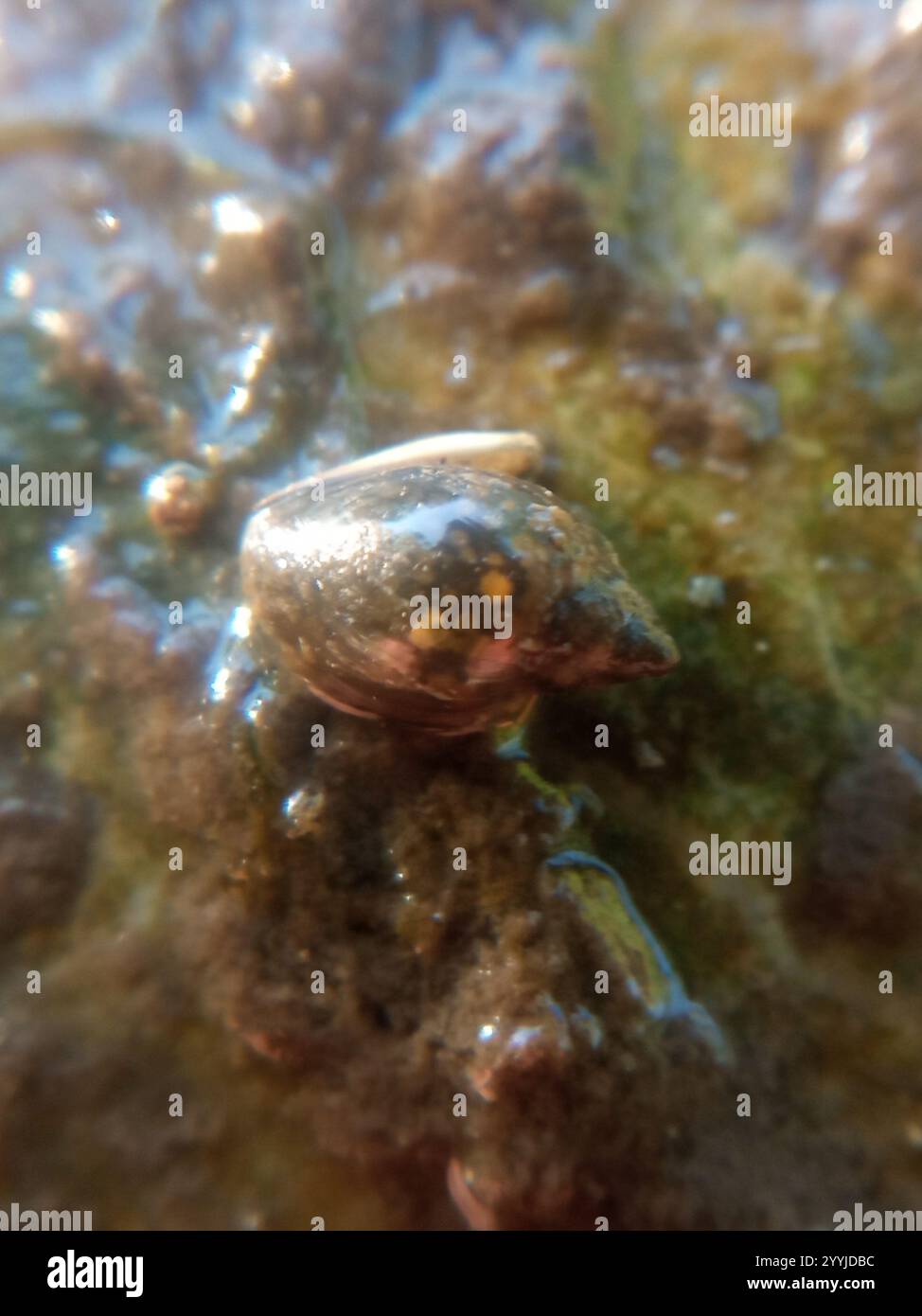 Bladder snail hi-res stock photography and images - Alamy