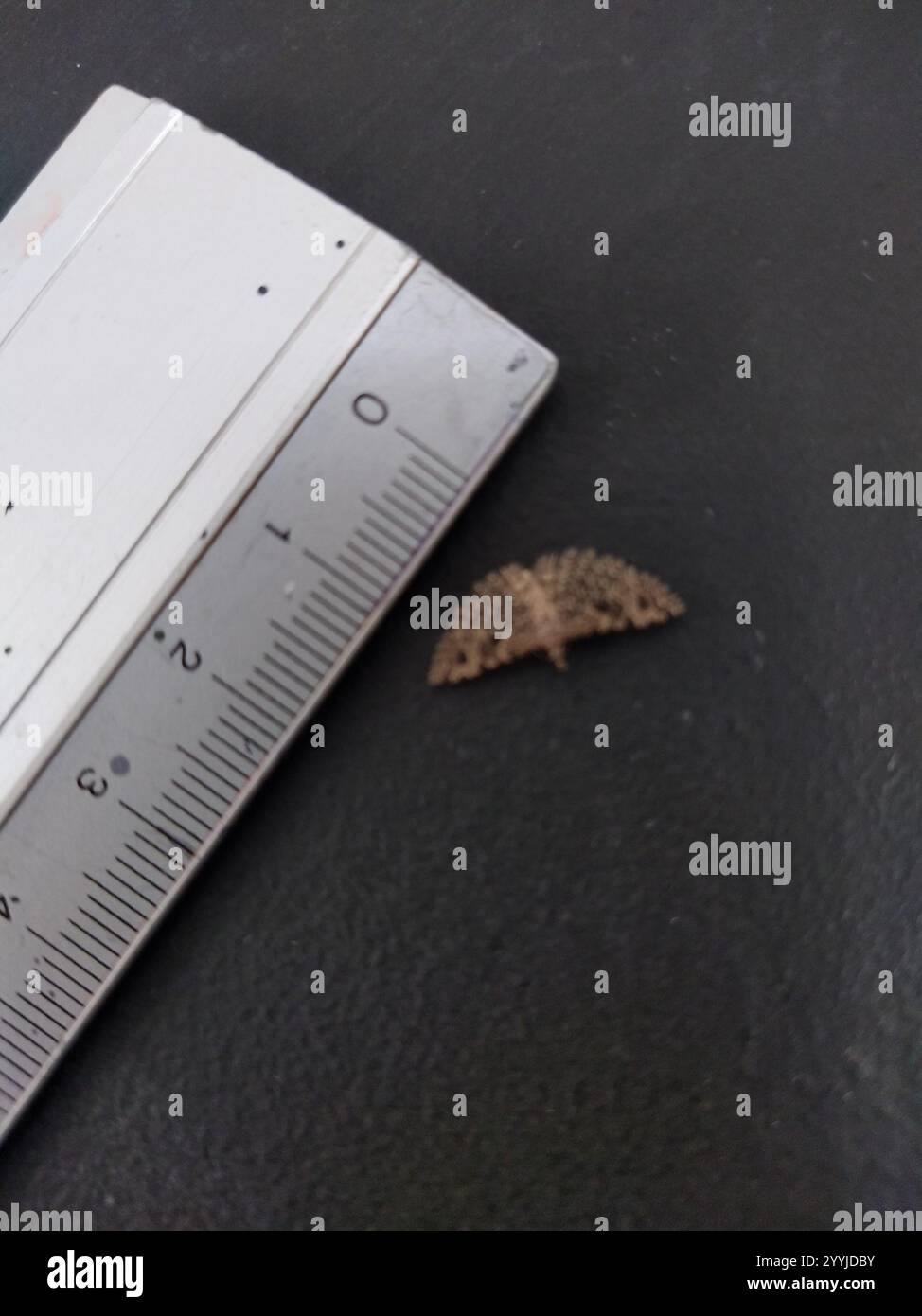 Twenty plume moth alucita hexadactyla hi-res stock photography and ...