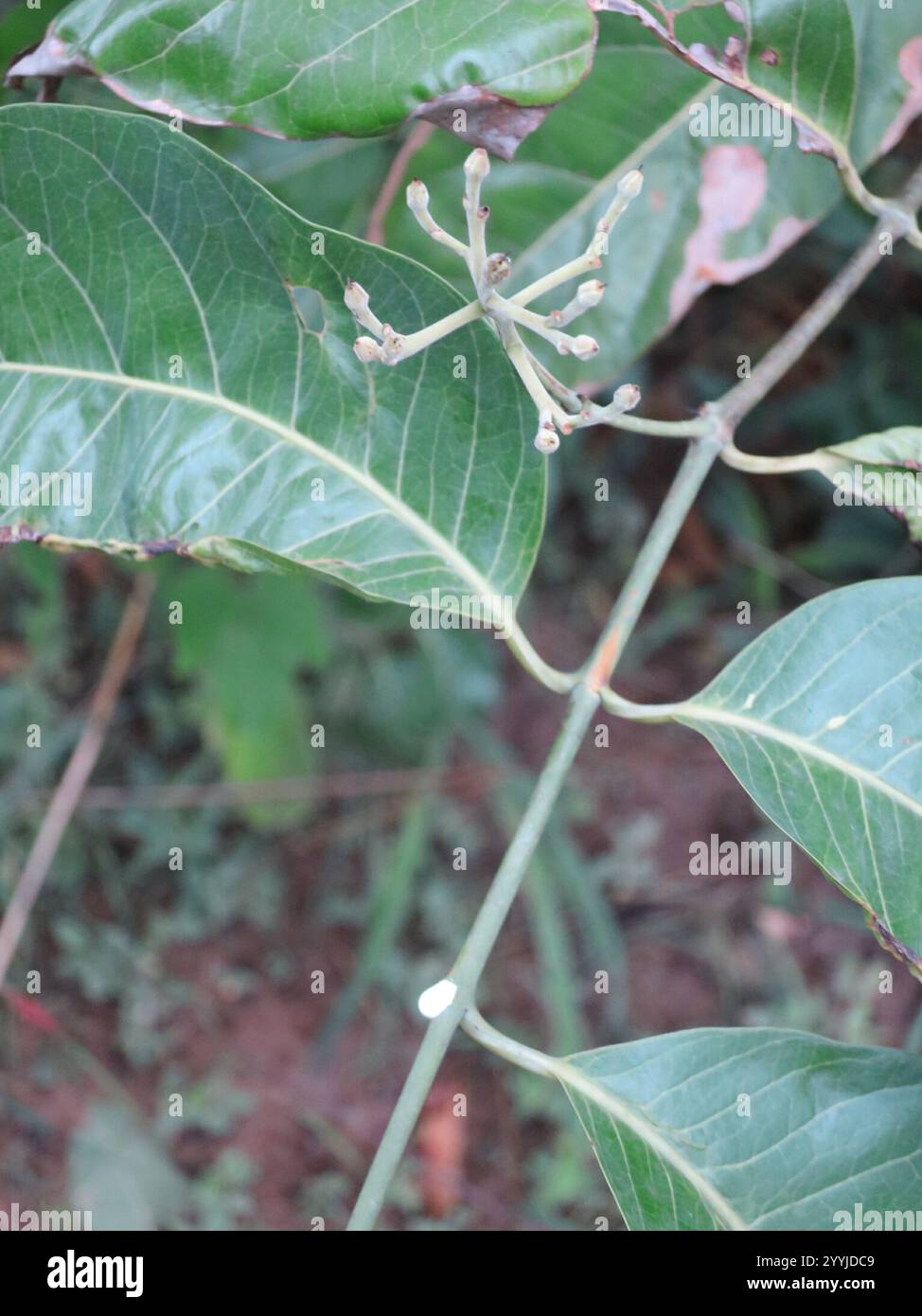 dogbane family (Apocynaceae Stock Photo - Alamy