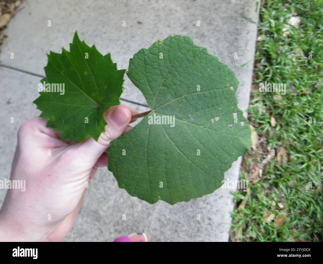 graybark grape (Vitis cinerea Stock Photo - Alamy