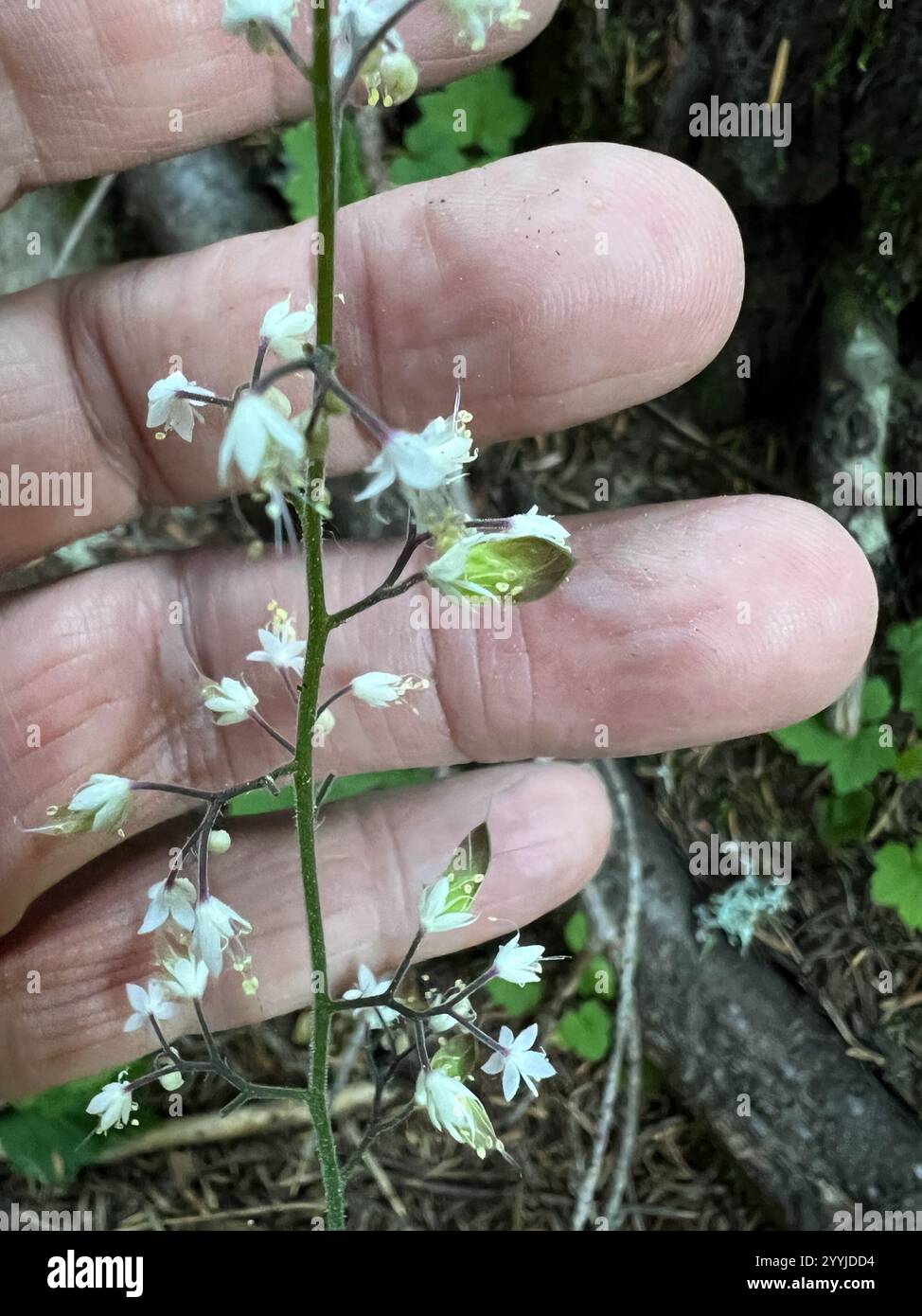 Oneleaf Foamflower (Tiarella trifoliata unifoliata Stock Photo - Alamy