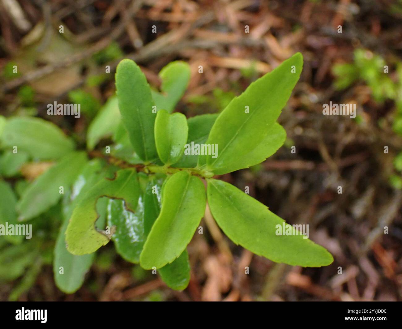 Oregon Boxwood (Paxistima myrsinites Stock Photo - Alamy