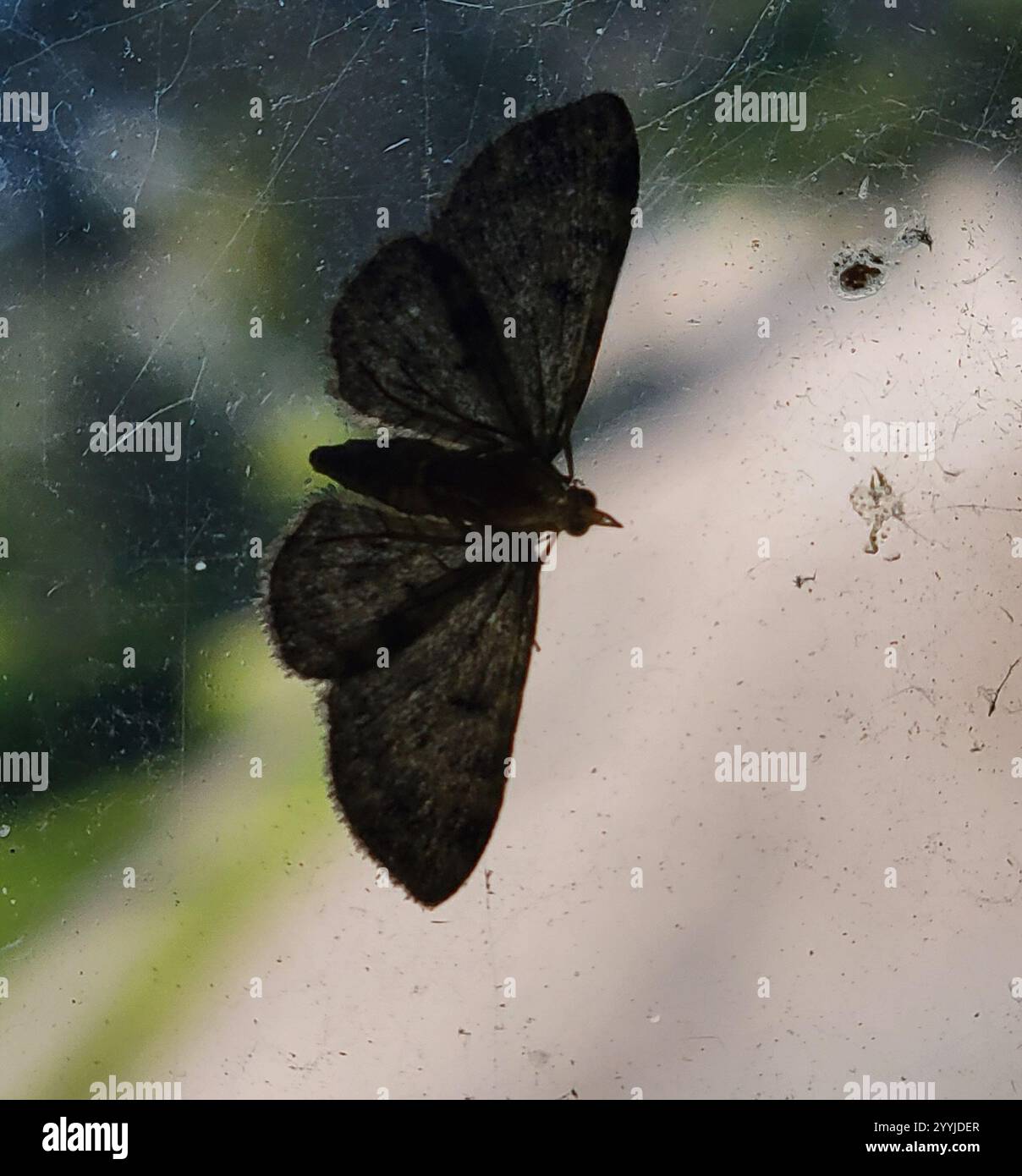 Common Eupithecia Moth (Eupithecia miserulata Stock Photo - Alamy