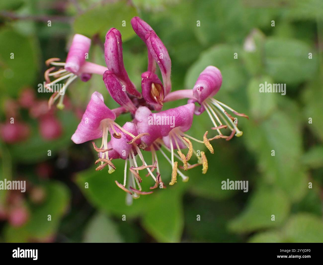 Pink Honeysuckle (Lonicera hispidula Stock Photo - Alamy