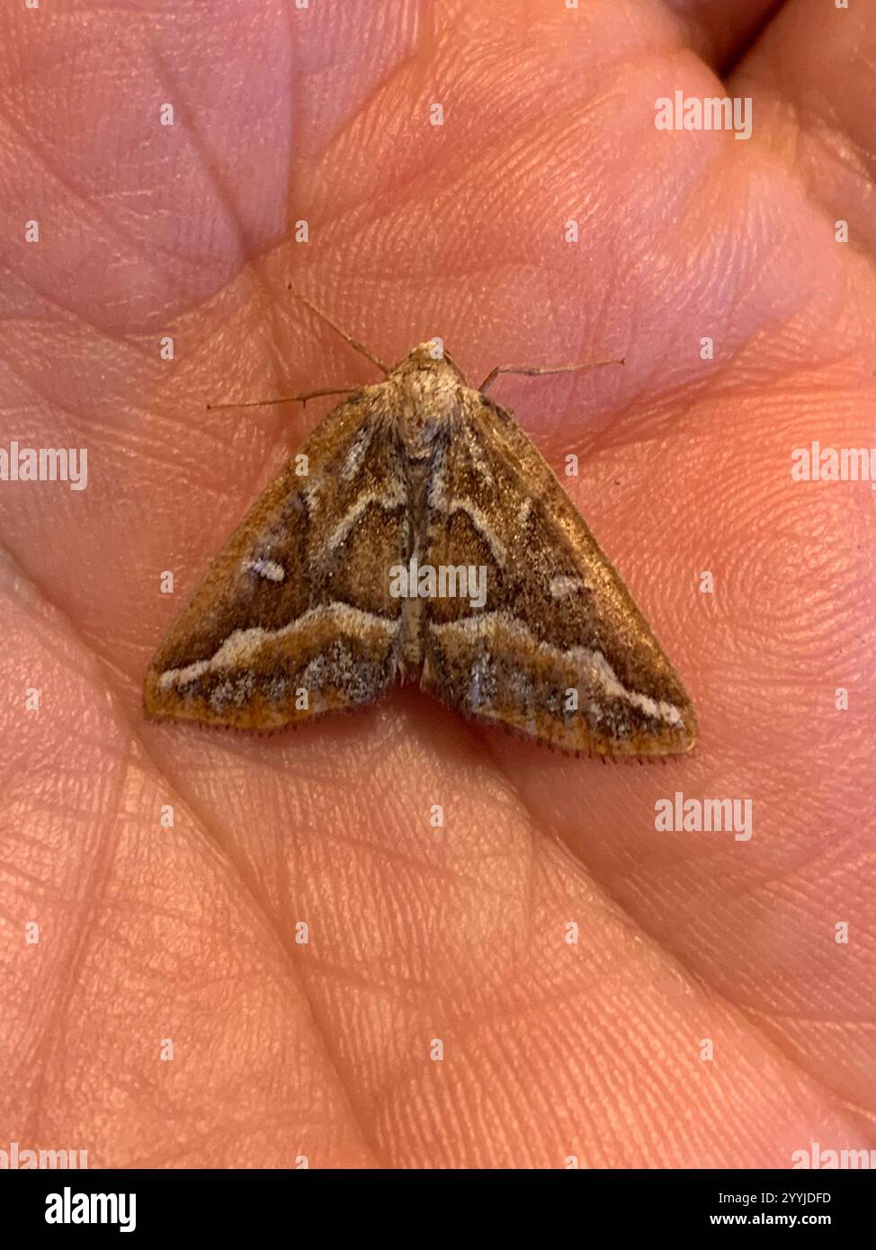 Brown Pine Looper Moth (Caripeta angustiorata Stock Photo - Alamy