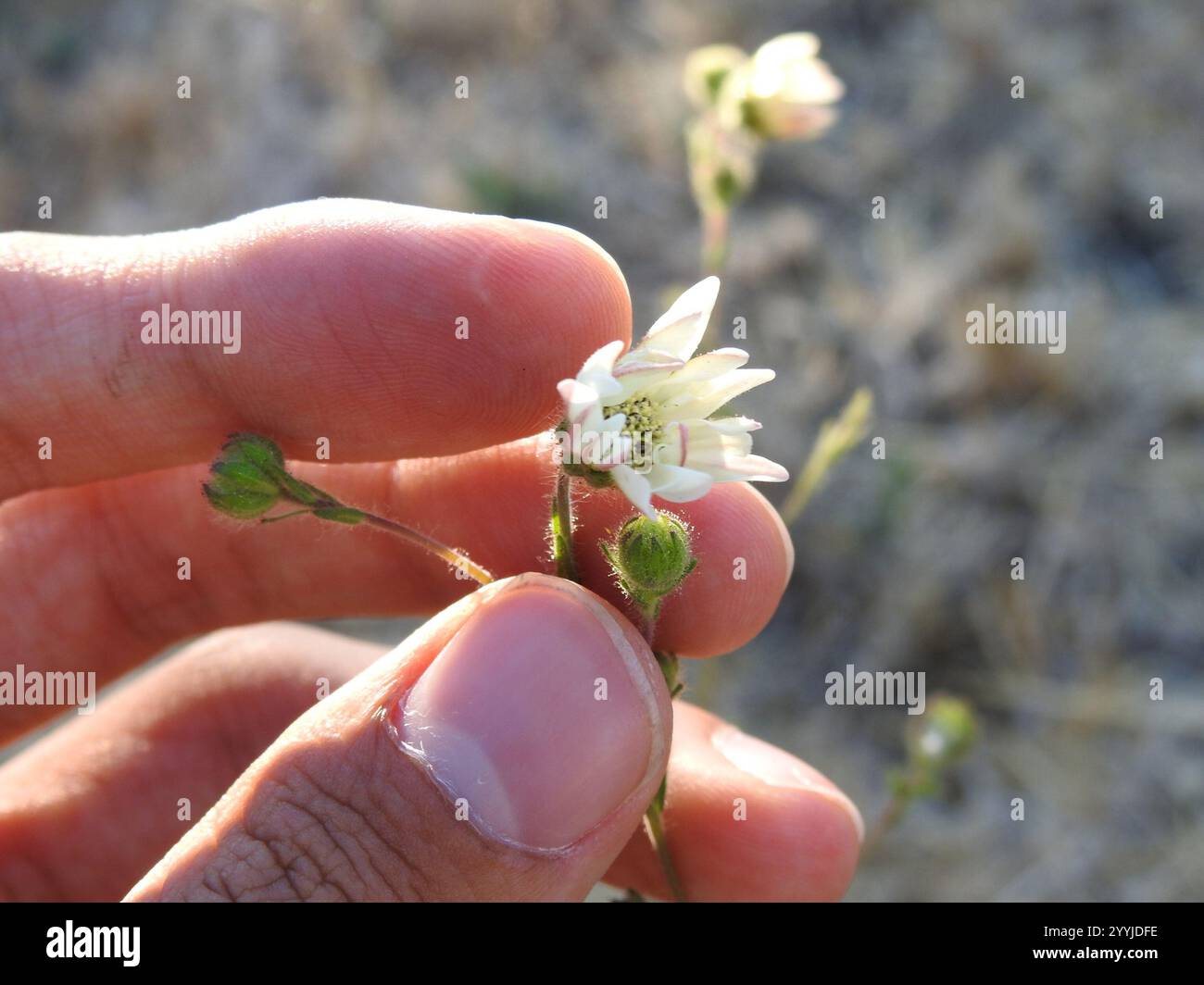 Hayfield Tarweed (Hemizonia congesta Stock Photo - Alamy