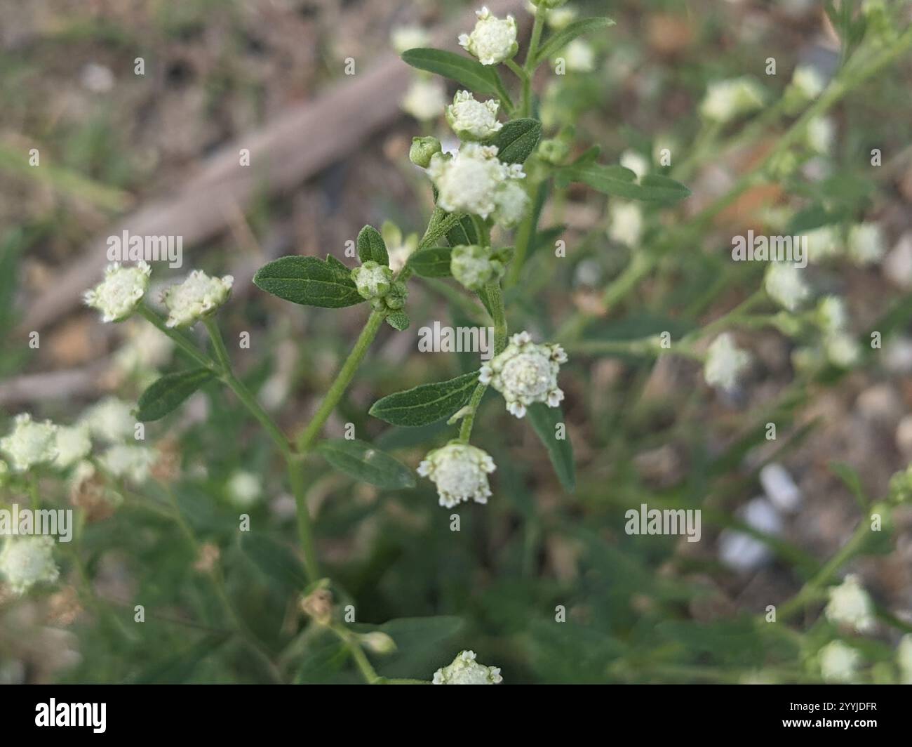 Santa Maria feverfew (Parthenium hysterophorus Stock Photo - Alamy