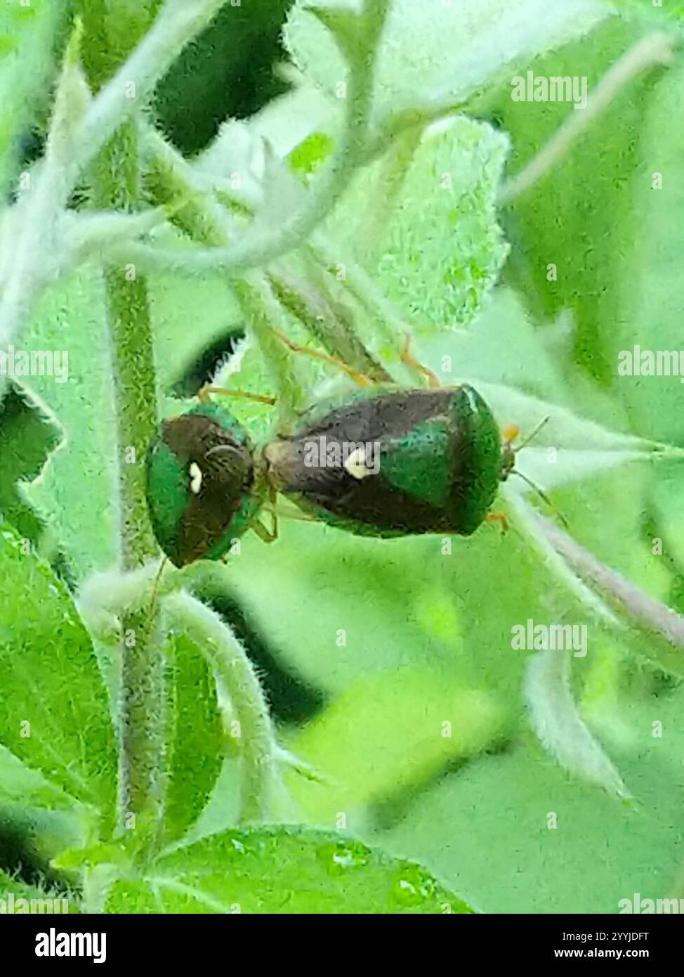 Ascra hi-res stock photography and images - Alamy