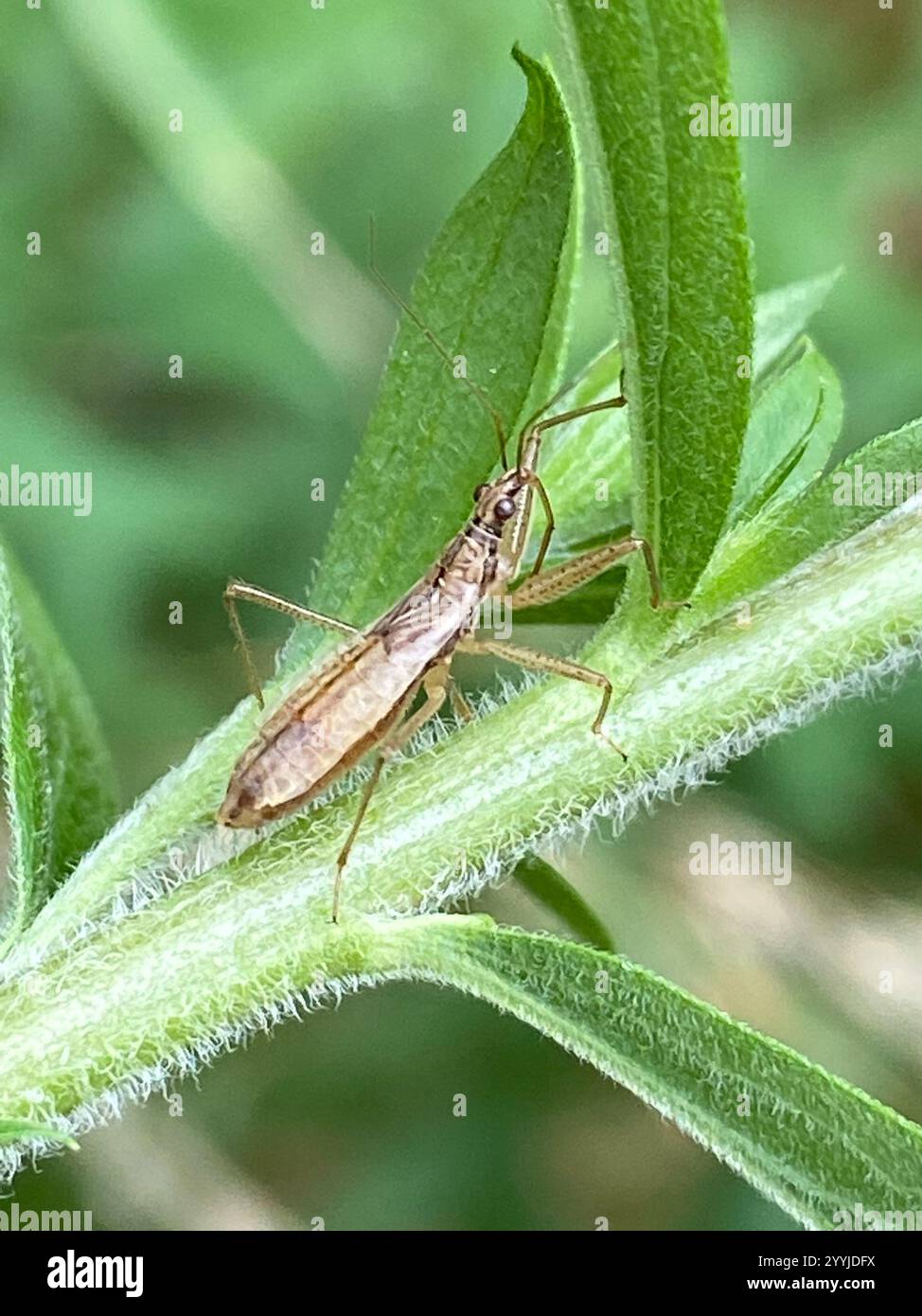 Marsh Damsel Bug (Nabis limbatus Stock Photo - Alamy