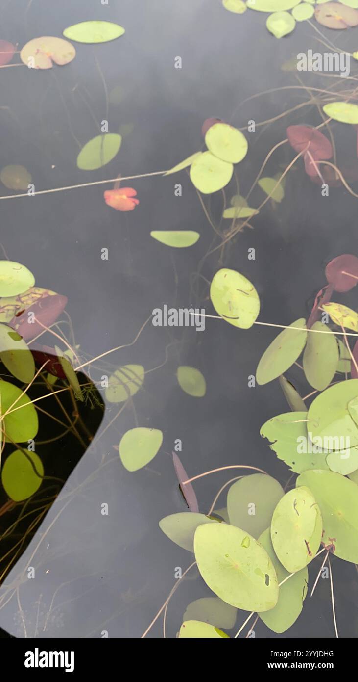 Watershield (Brasenia schreberi Stock Photo - Alamy