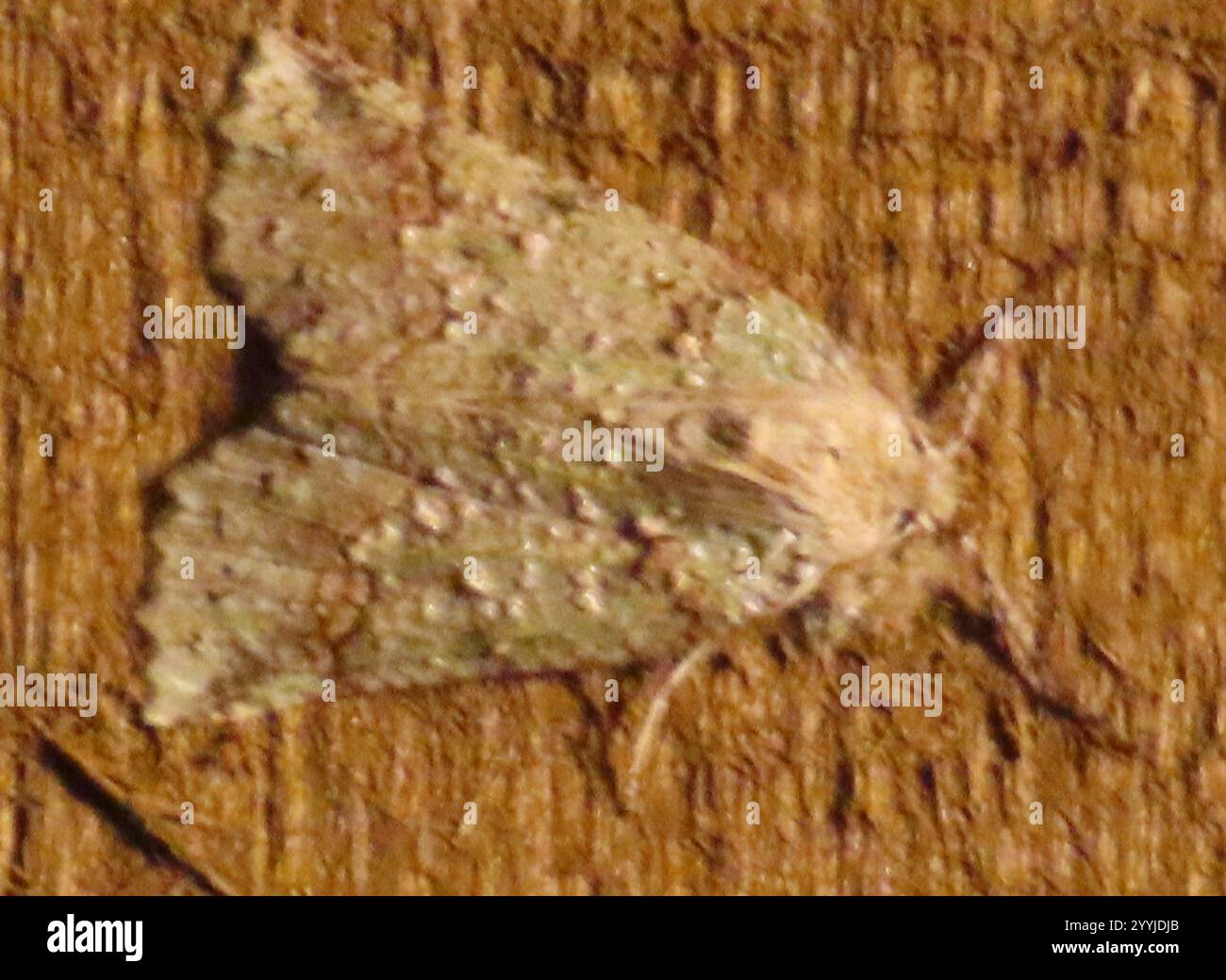 Forest Semilooper (Declana floccosa Stock Photo - Alamy