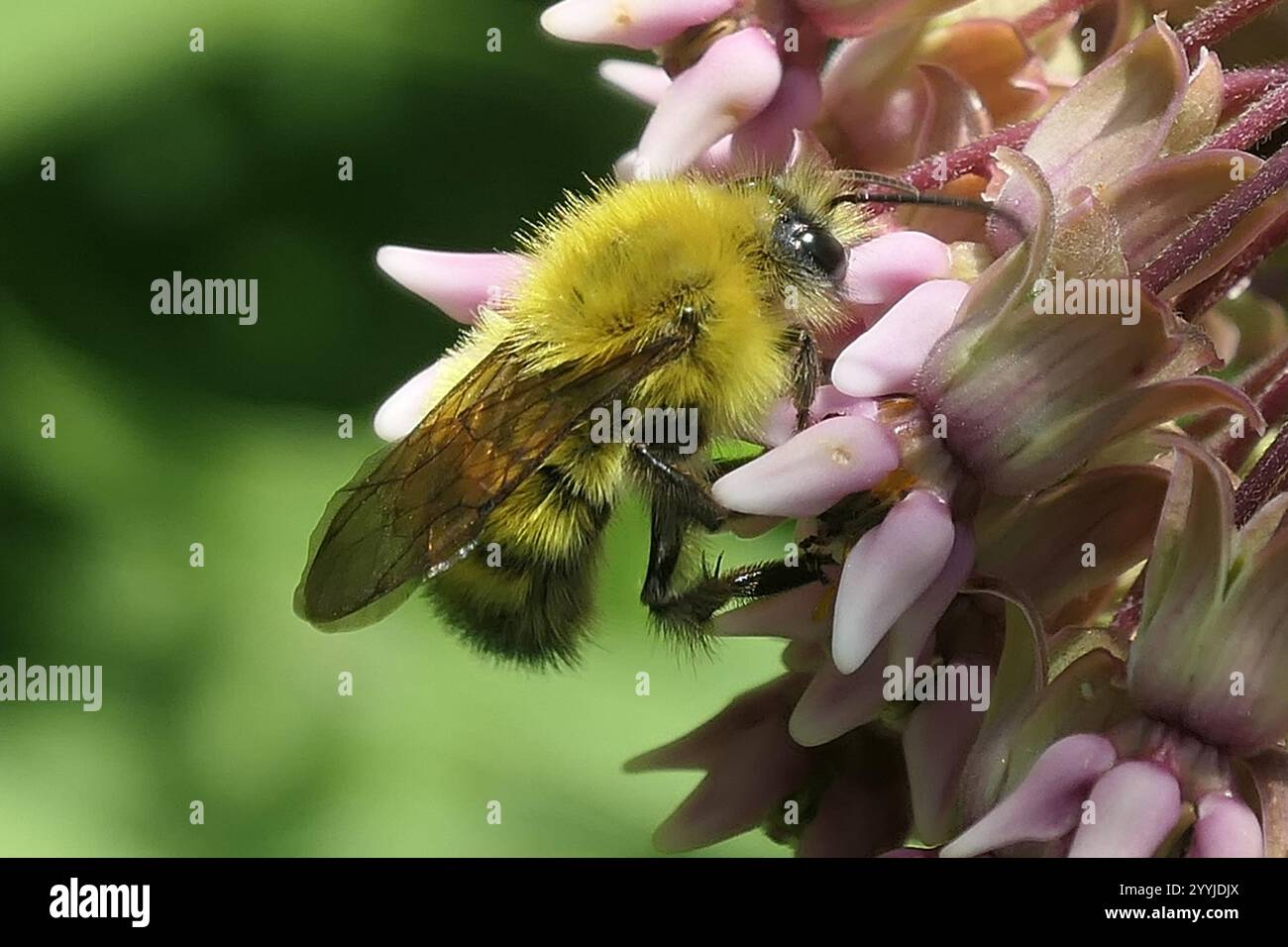 Perplexing Bumble Bee (Bombus perplexus Stock Photo - Alamy