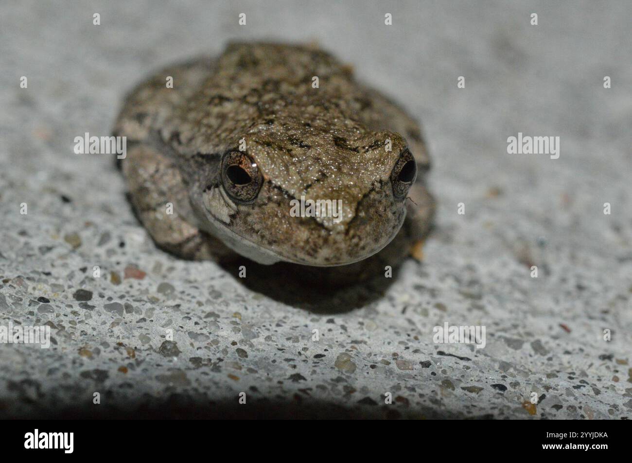 Cope's Gray Treefrog (Hyla chrysoscelis Stock Photo - Alamy