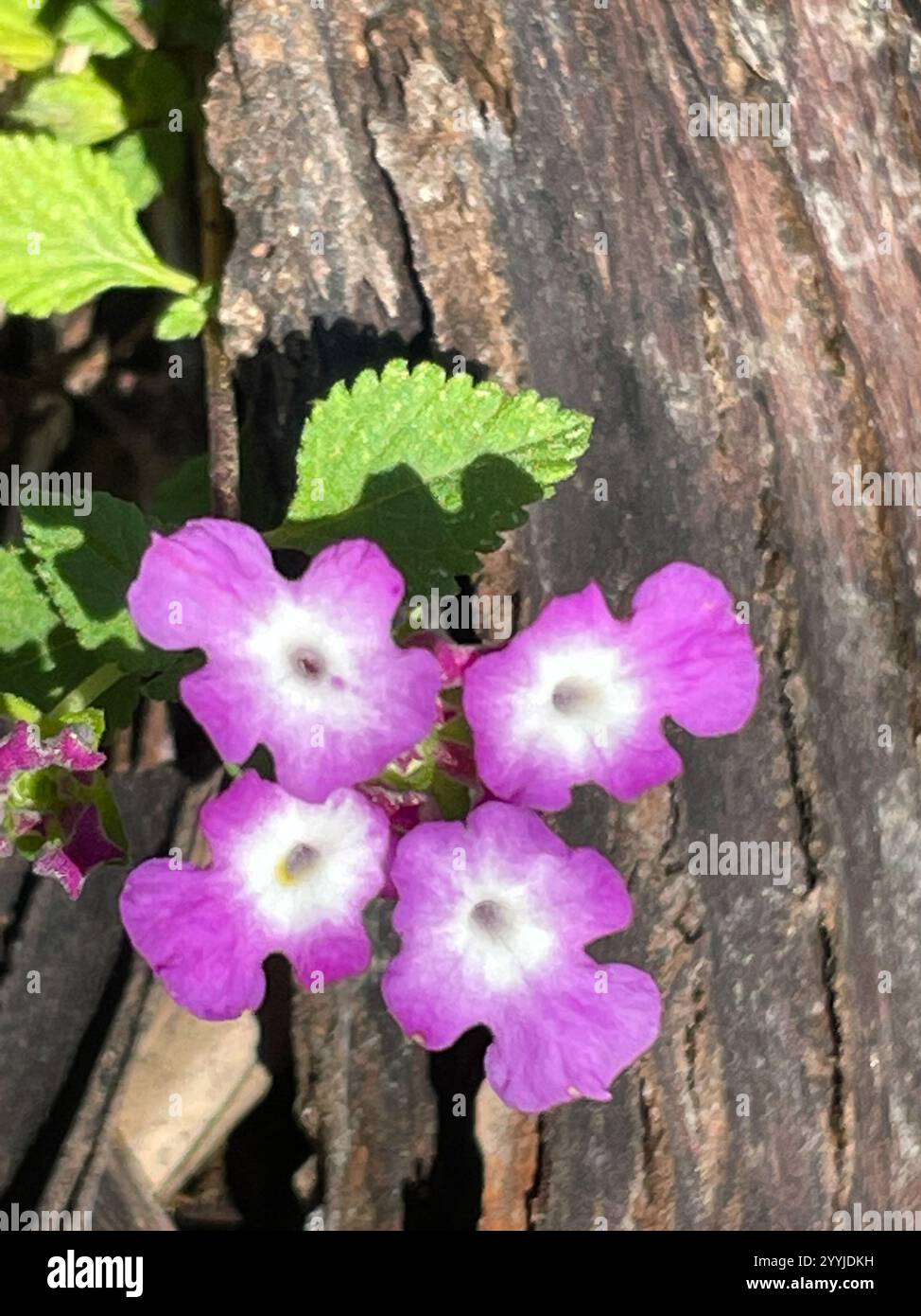 creeping lantana (Lantana montevidensis Stock Photo - Alamy