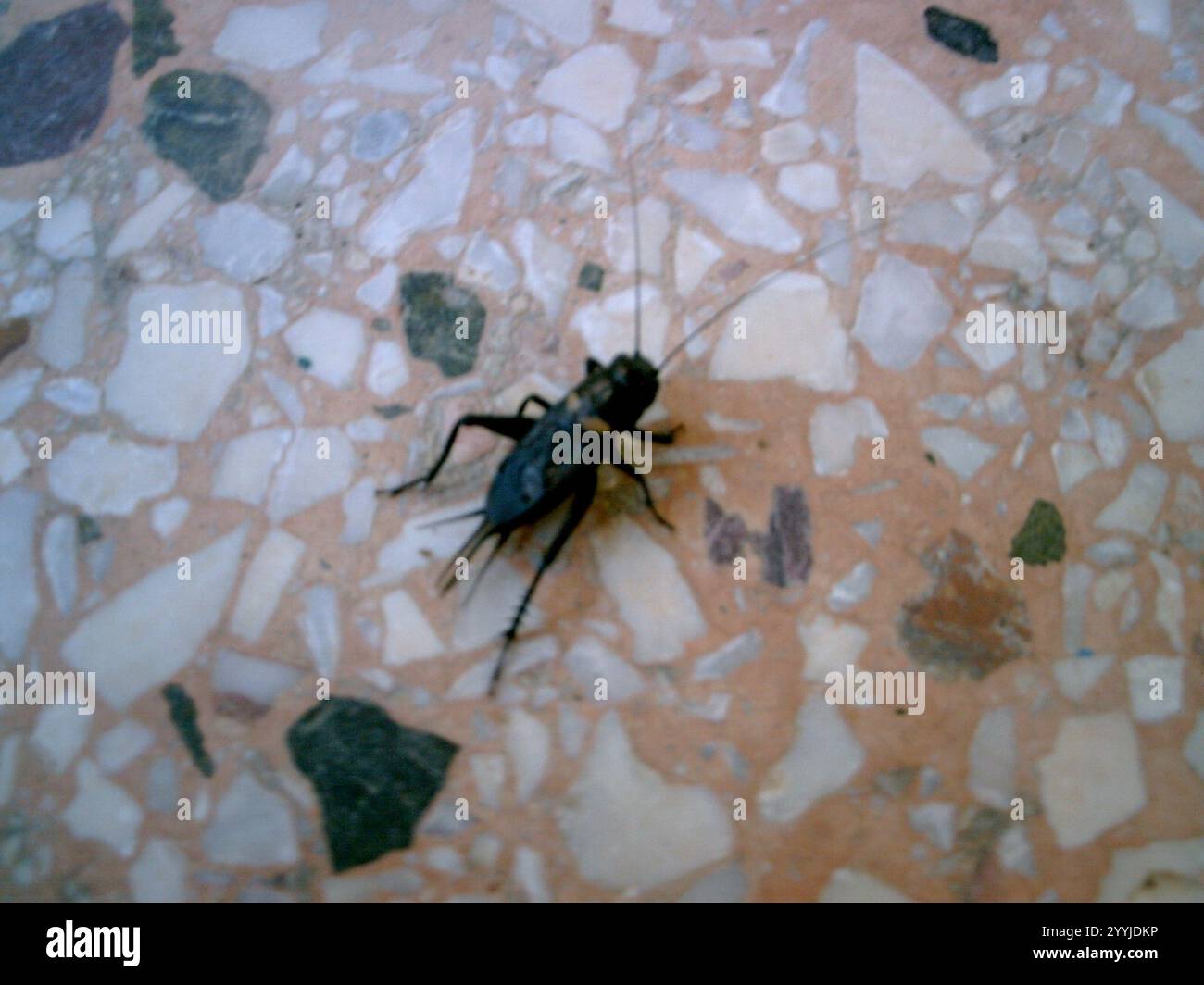 Southern Field Cricket (Gryllus bimaculatus Stock Photo - Alamy