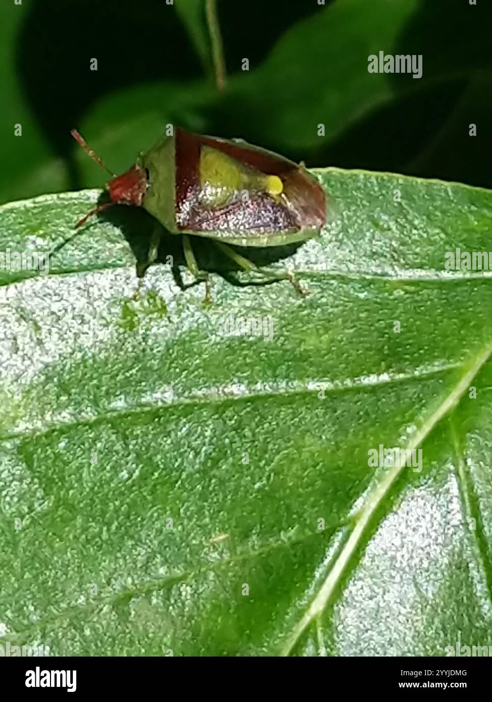 Green Burgundy Stink Bug (Banasa dimidiata Stock Photo - Alamy