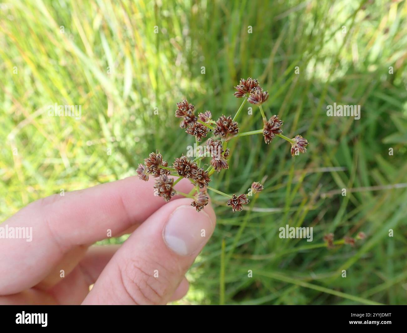 Juncus subnodulosus hi-res stock photography and images - Alamy