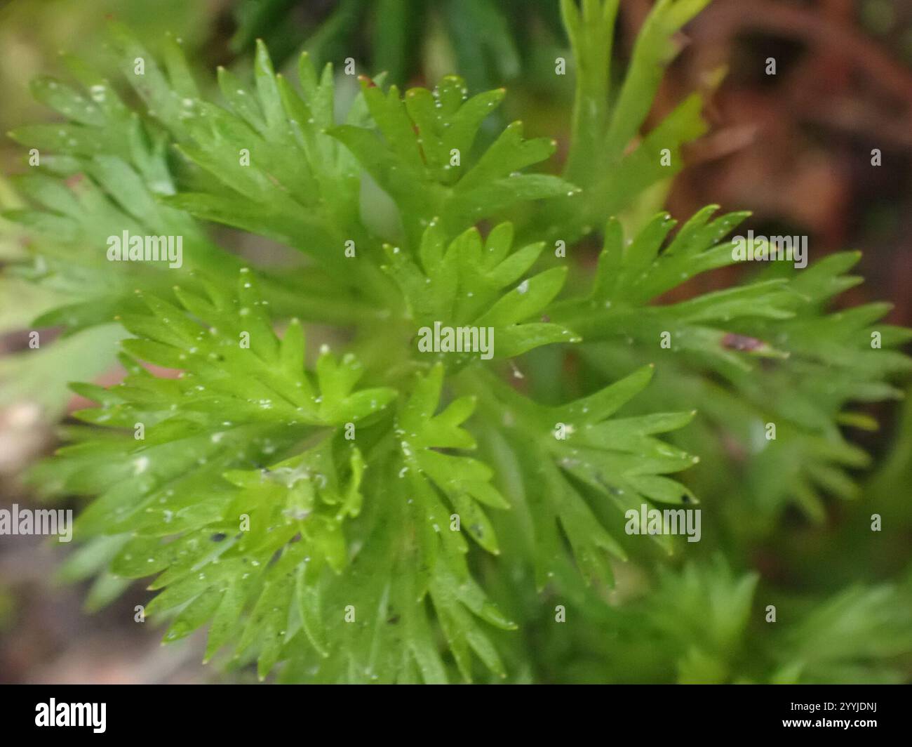 Partridgefoot (Luetkea pectinata Stock Photo - Alamy