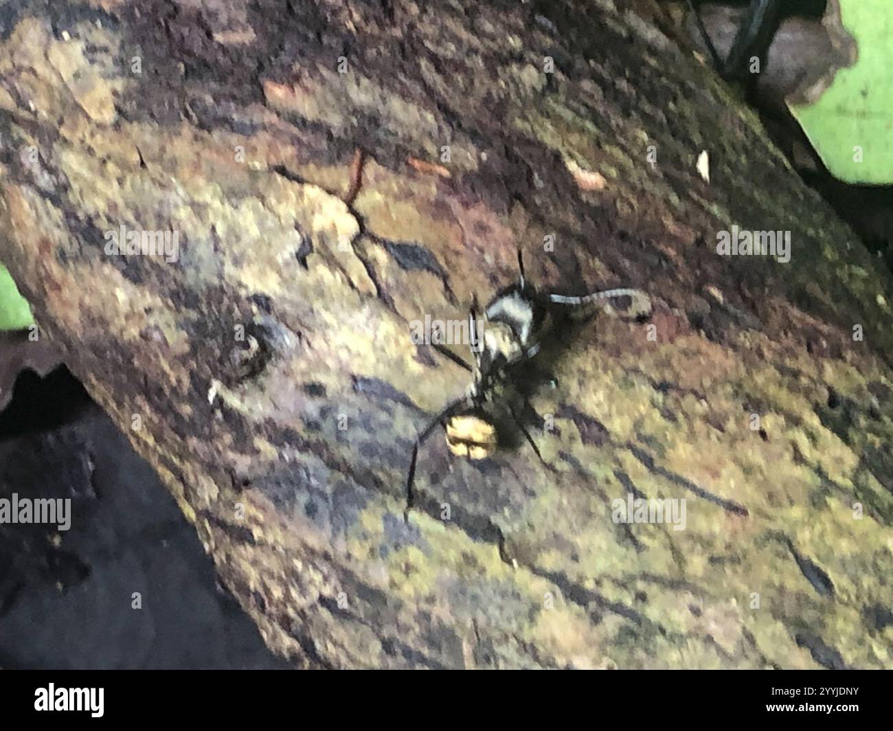 Shimmering Golden Sugar ant (Camponotus sericeiventris Stock Photo - Alamy