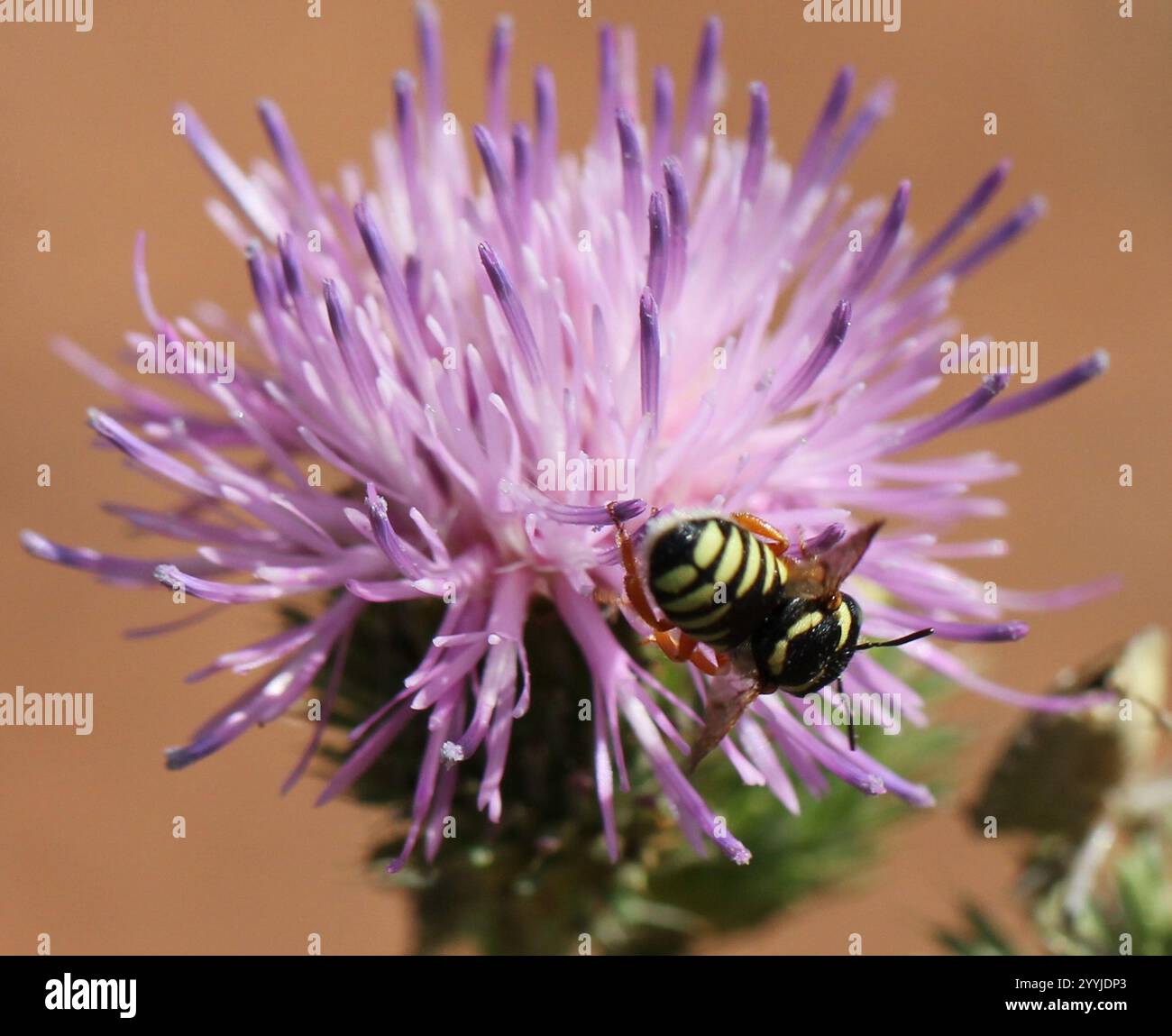Pseudoanthidium hi-res stock photography and images - Alamy