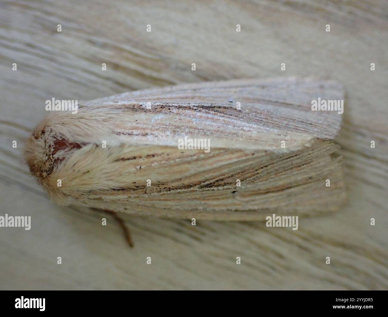 Smoky wainscot hi-res stock photography and images - Alamy