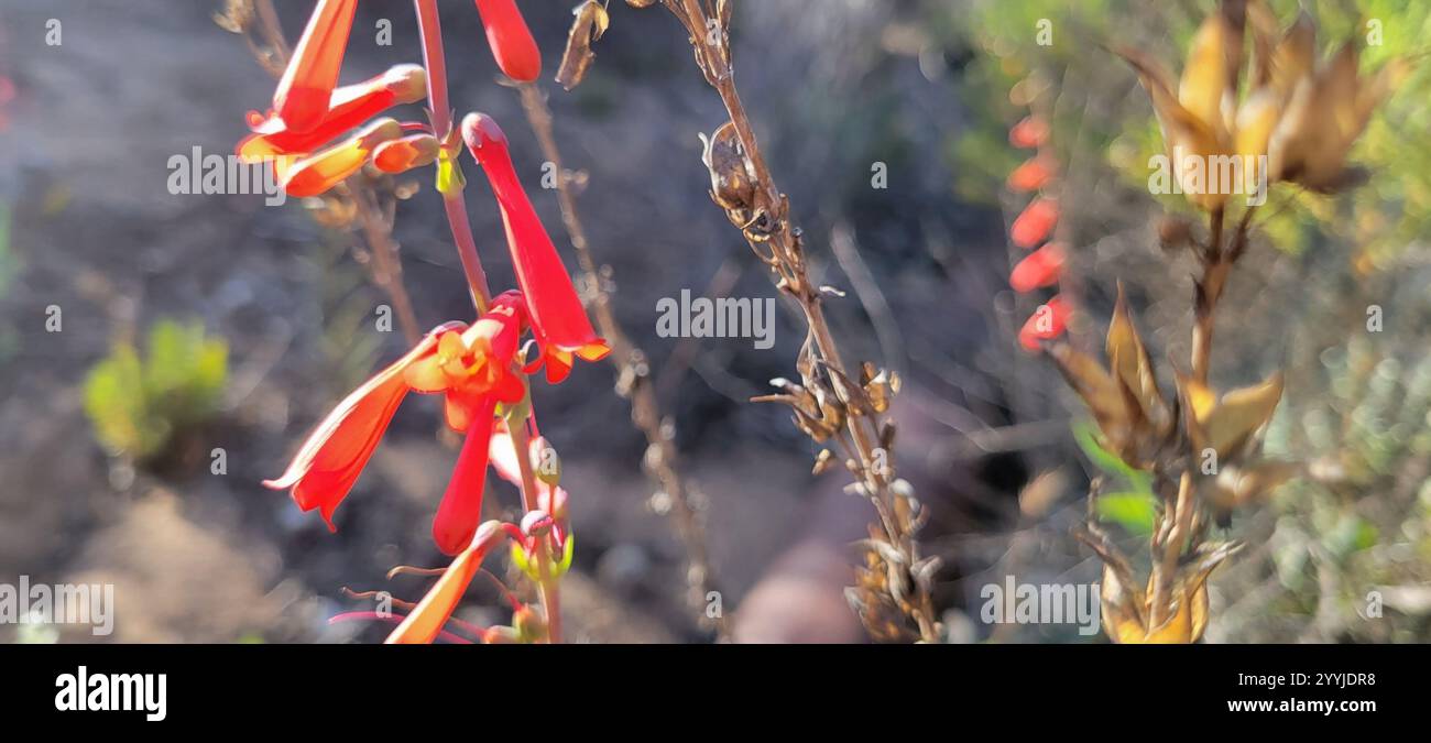 scarlet bugler (Penstemon centranthifolius Stock Photo - Alamy