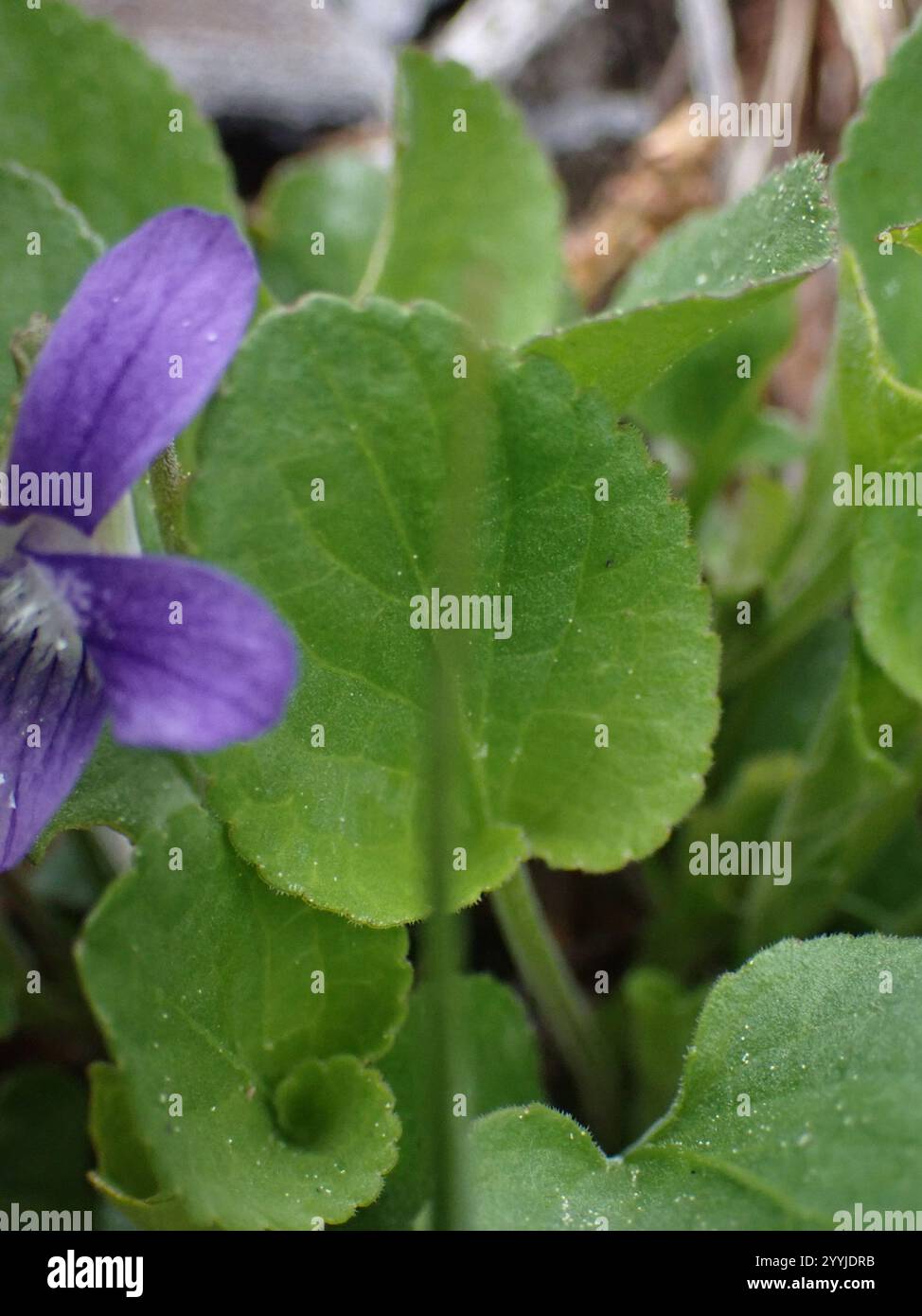 hookedspur violet (Viola adunca Stock Photo - Alamy