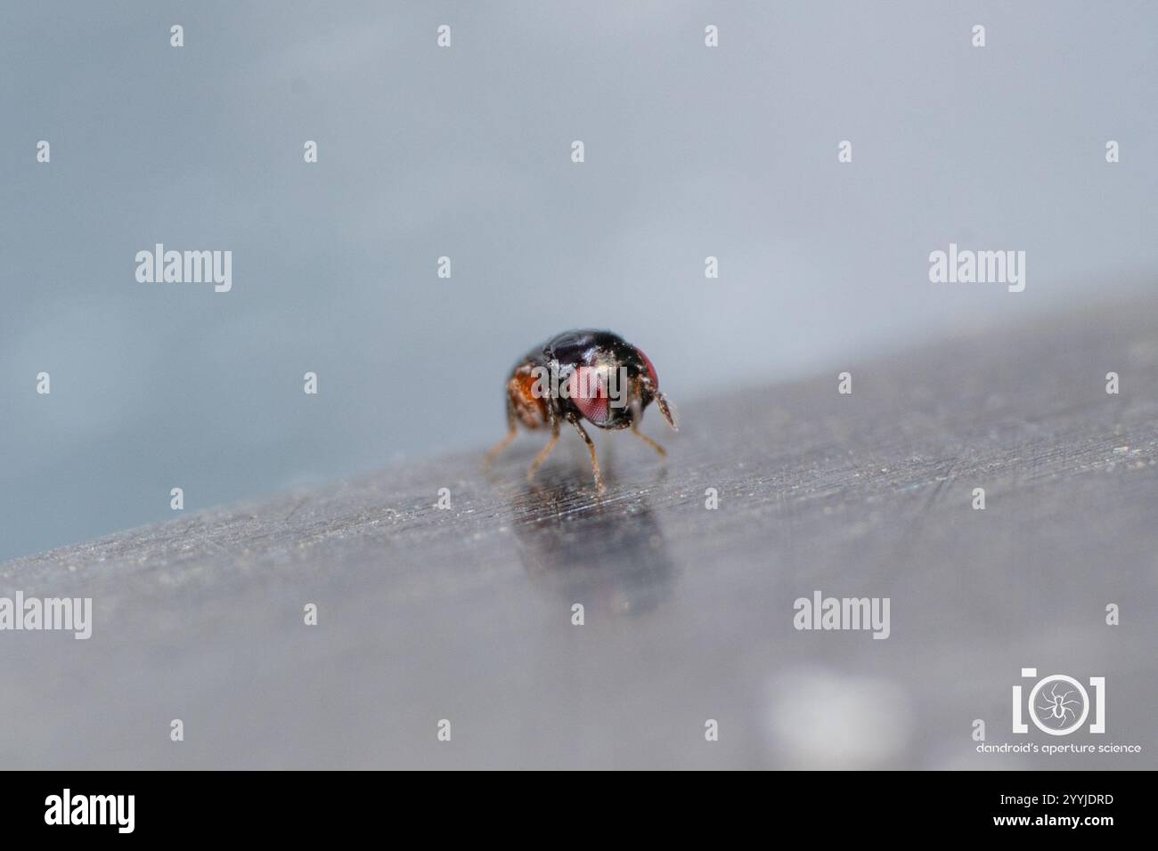 Scelionidae hi-res stock photography and images - Alamy