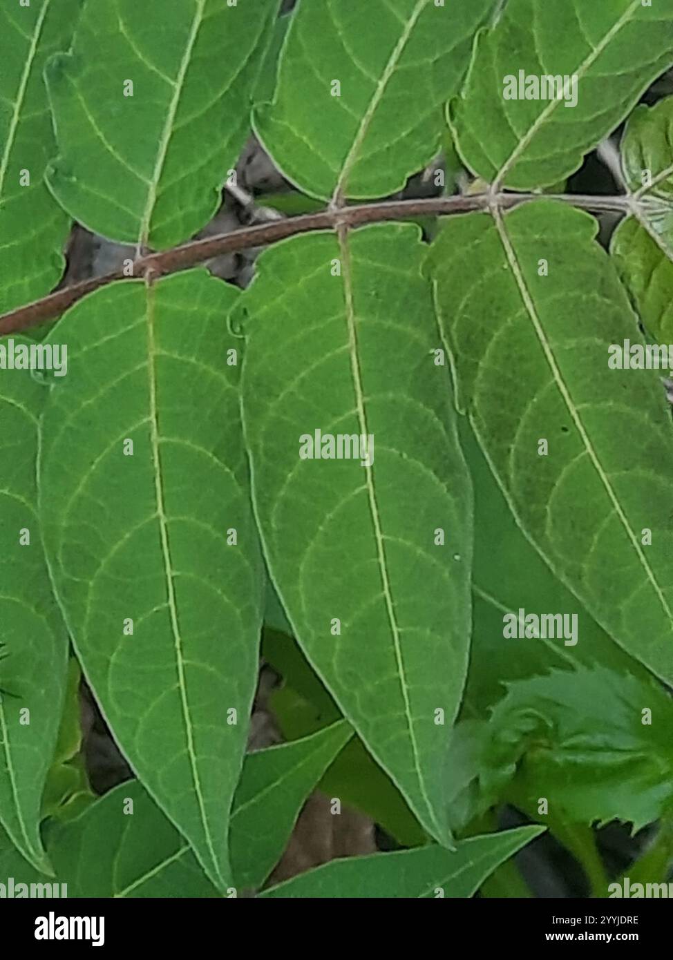 tree-of-heaven (Ailanthus altissima Stock Photo - Alamy