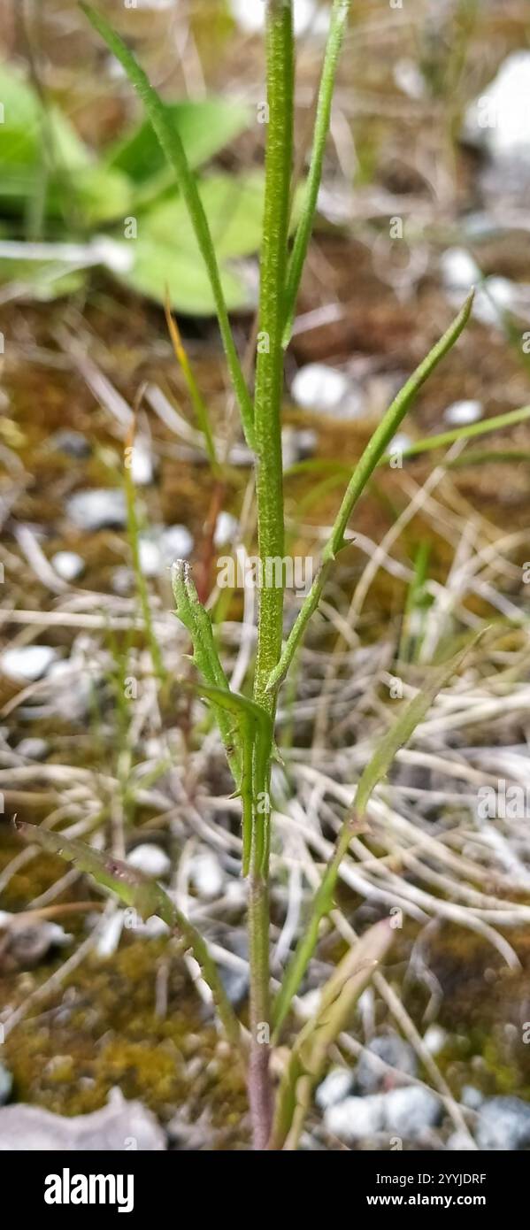 narrow-leaved hawksbeard (Crepis tectorum Stock Photo - Alamy