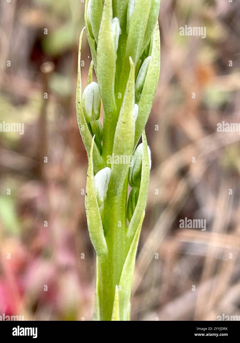 Elegant piperia hi-res stock photography and images - Alamy
