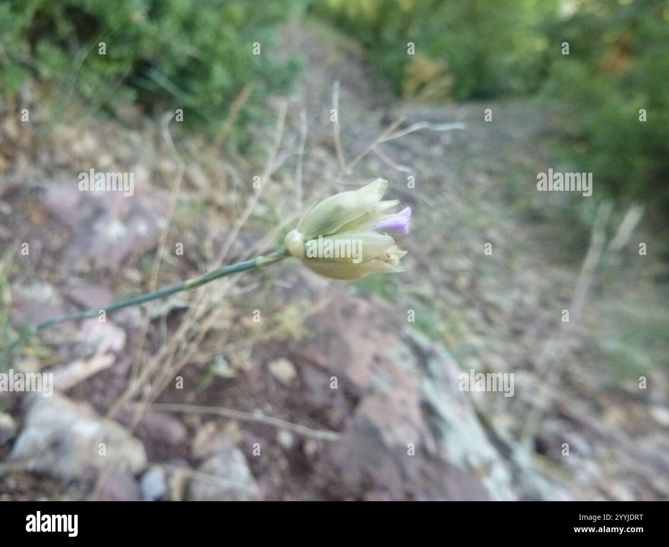 Petrorhagia prolifera hi-res stock photography and images - Alamy