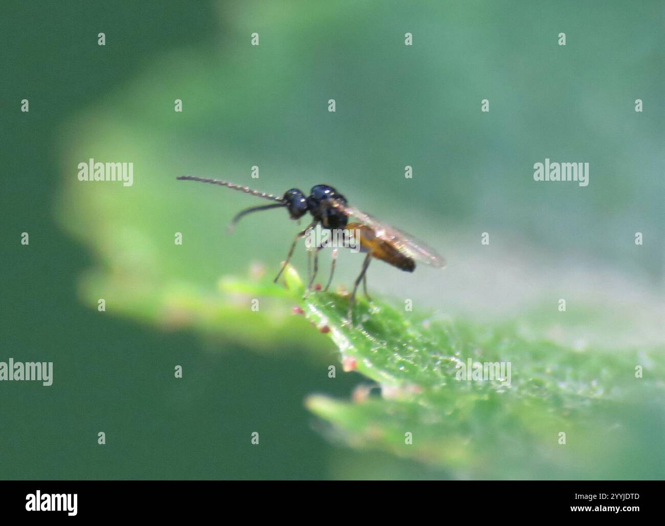Aphid Mummy Wasps (Aphidiinae Stock Photo - Alamy