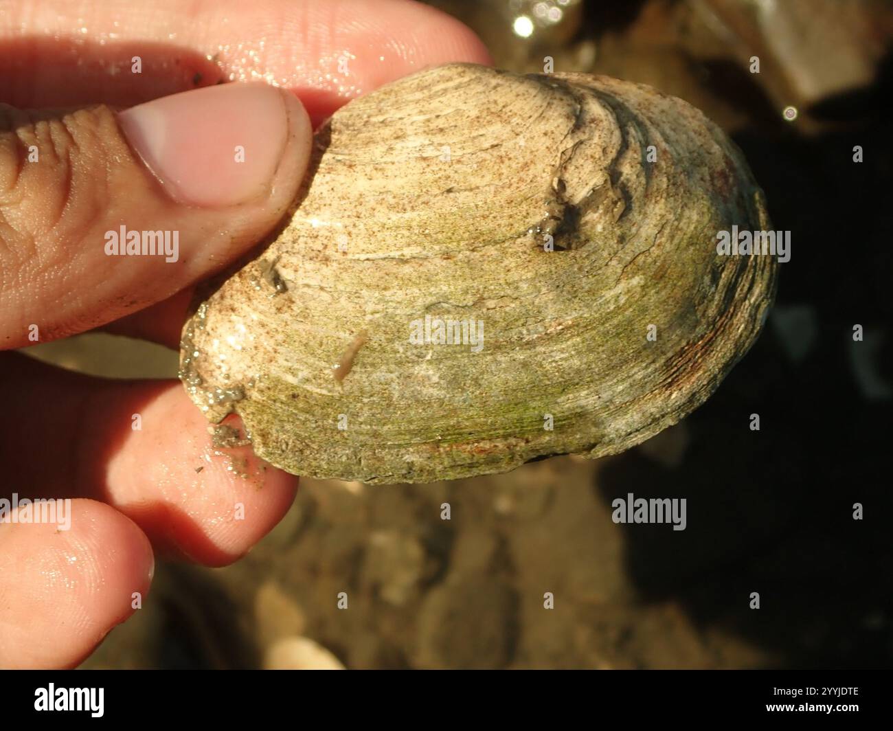 Soft-shelled Clam (Mya arenaria Stock Photo - Alamy