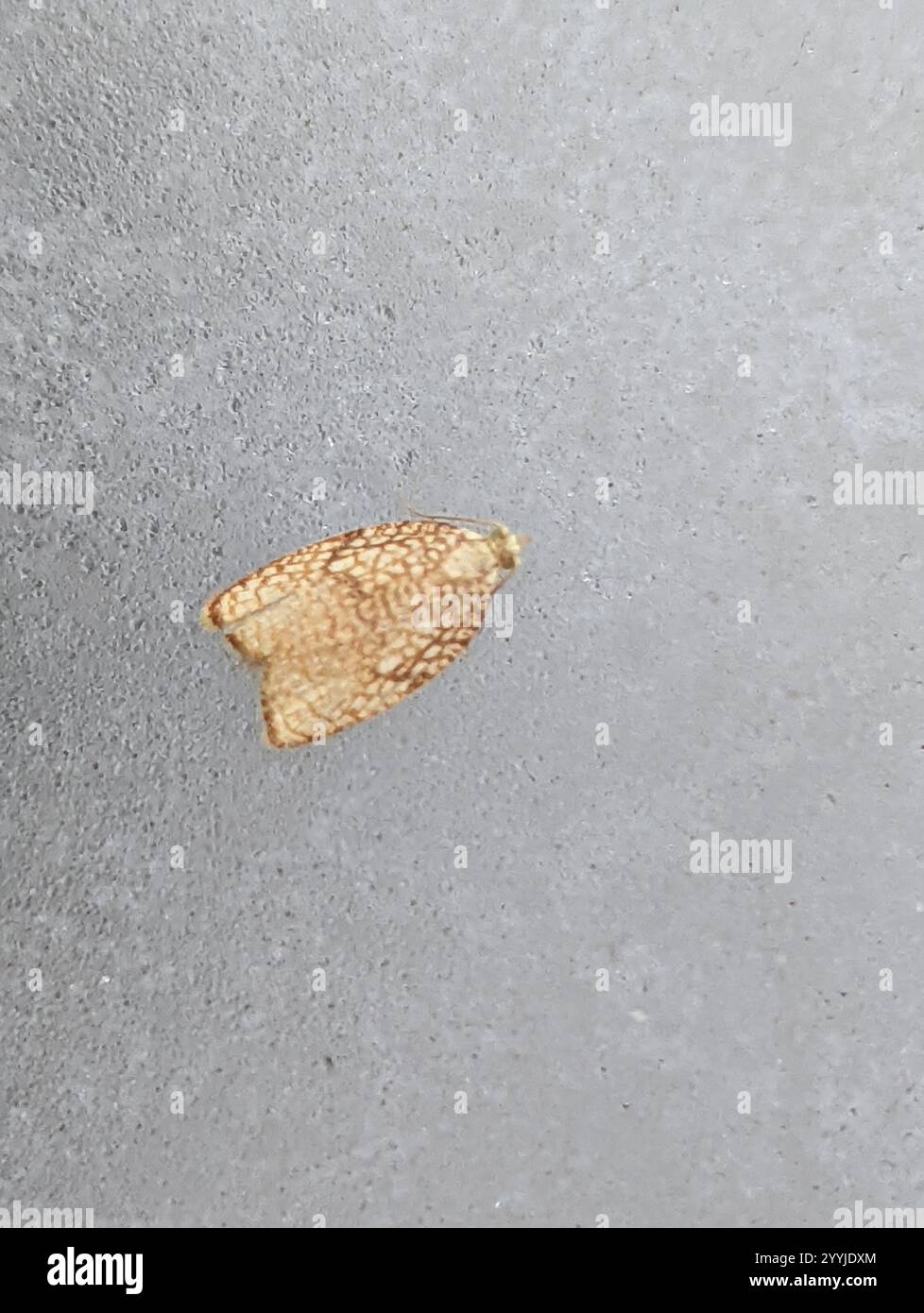 Maple Leaftier Moth (Acleris forsskaleana Stock Photo - Alamy