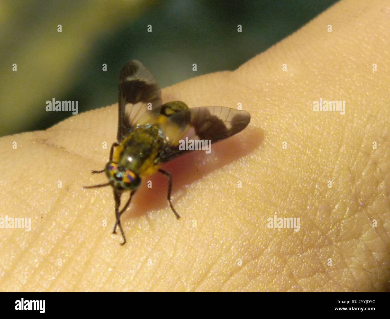 Splayed deer fly chrysops caecutiens hi-res stock photography and ...