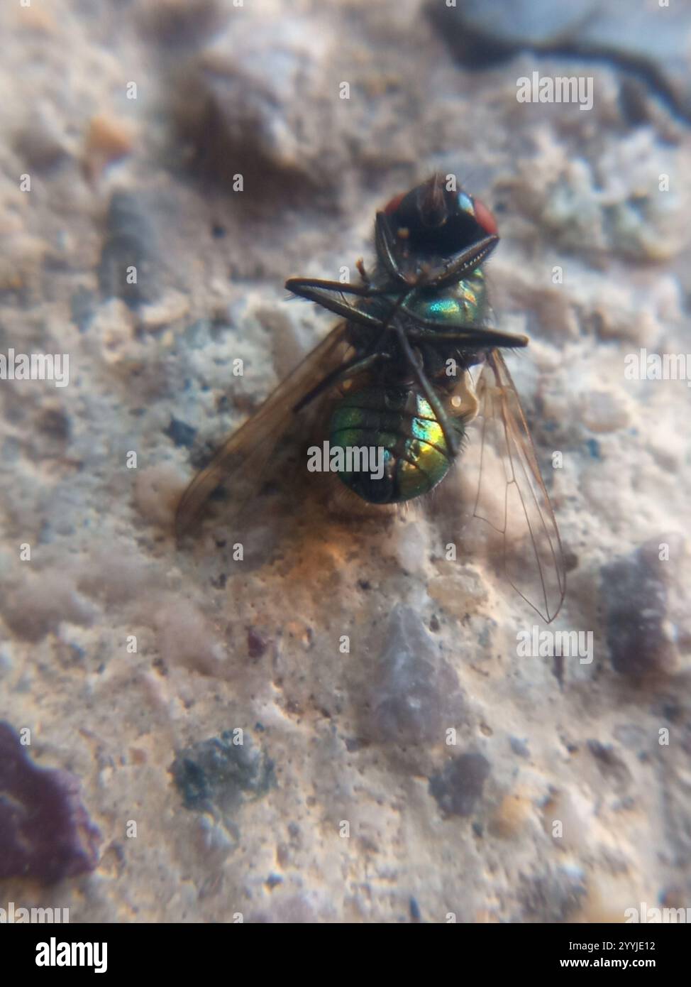 Pyrellia hi-res stock photography and images - Alamy