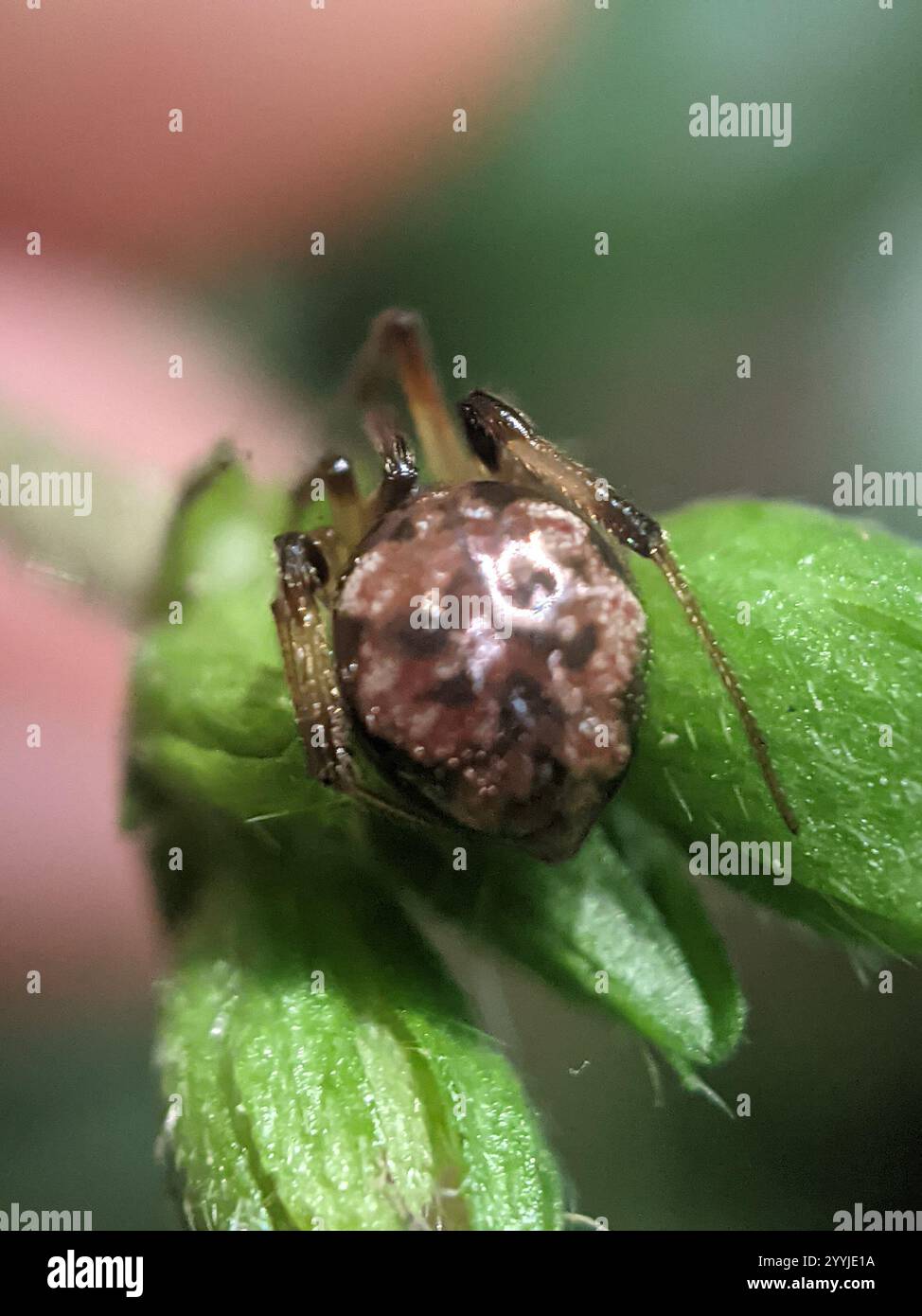 Comb-footed Spiders (Theridiidae Stock Photo - Alamy