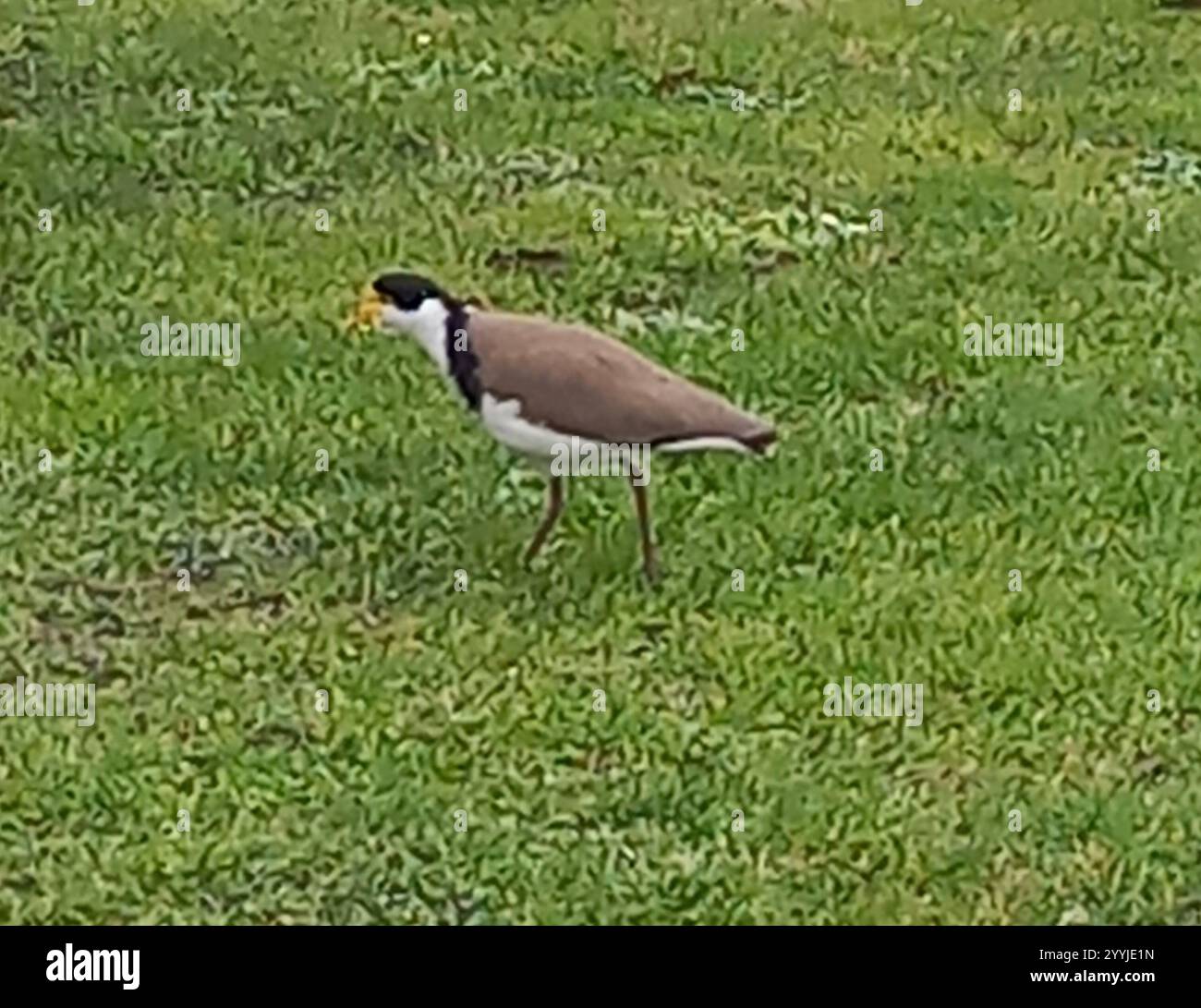 Black-shouldered Masked Lapwing (Vanellus miles novaehollandiae Stock ...