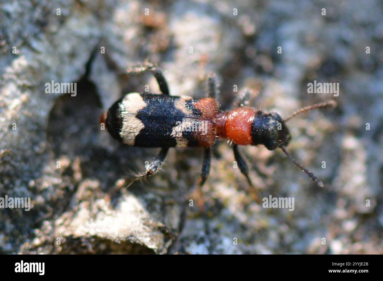 European Red-bellied Clerid (Thanasimus formicarius Stock Photo - Alamy