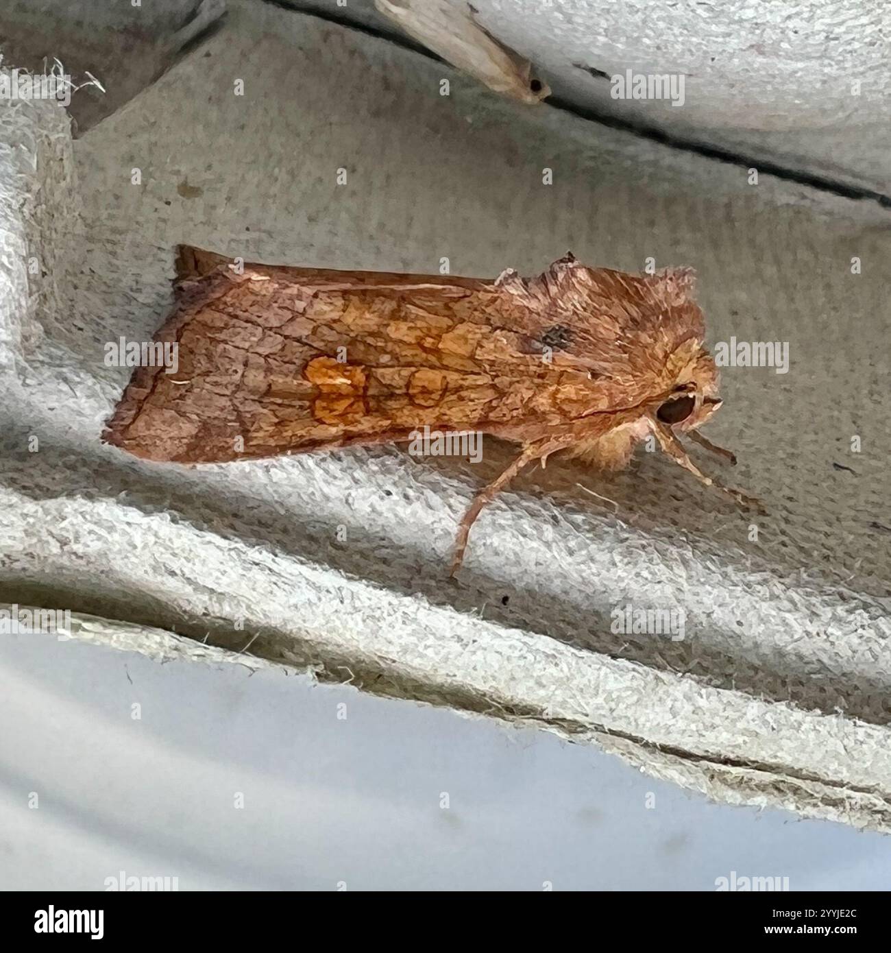 Ear moths hi-res stock photography and images - Alamy