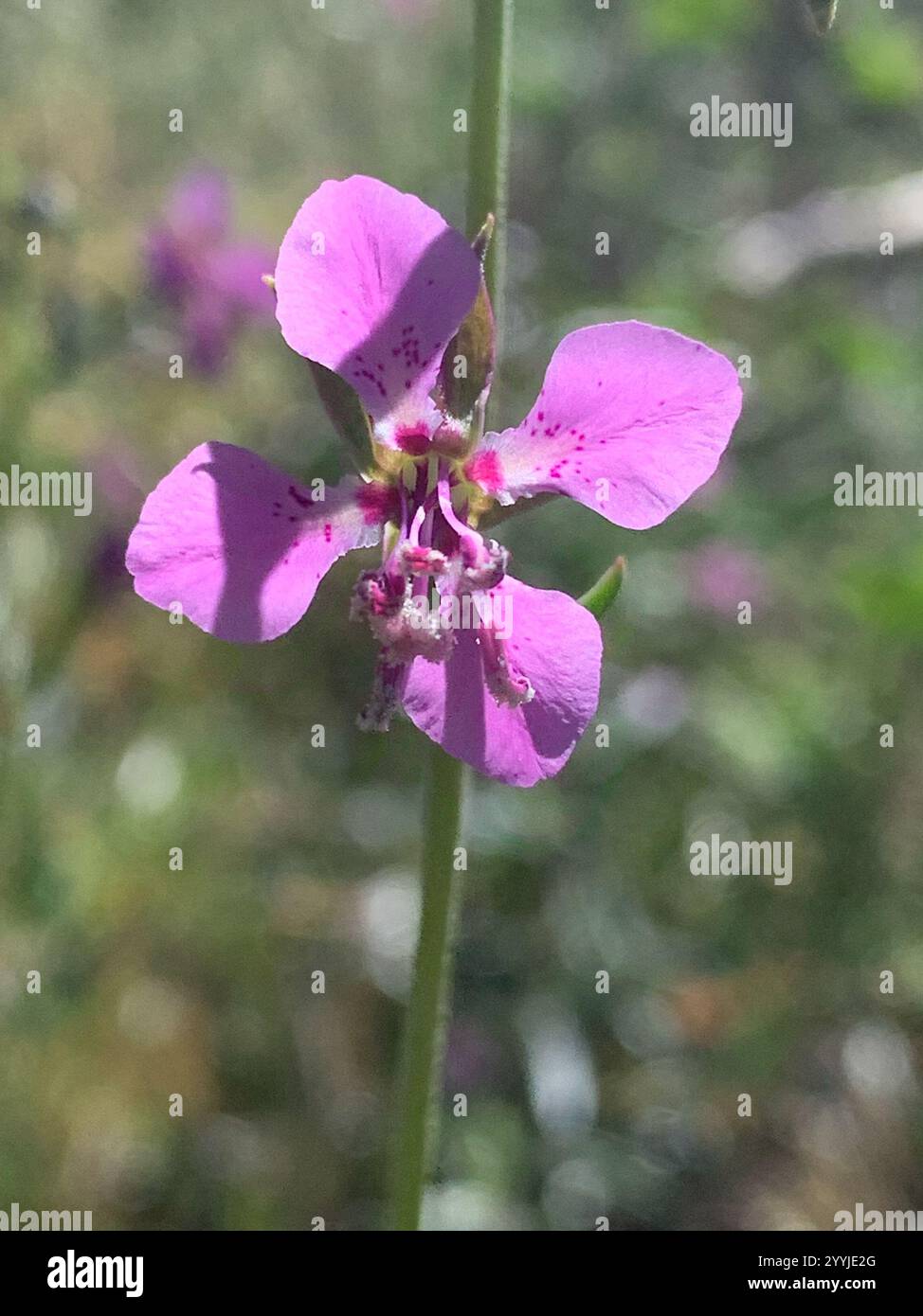 Clarkia rhomboidea hi-res stock photography and images - Alamy