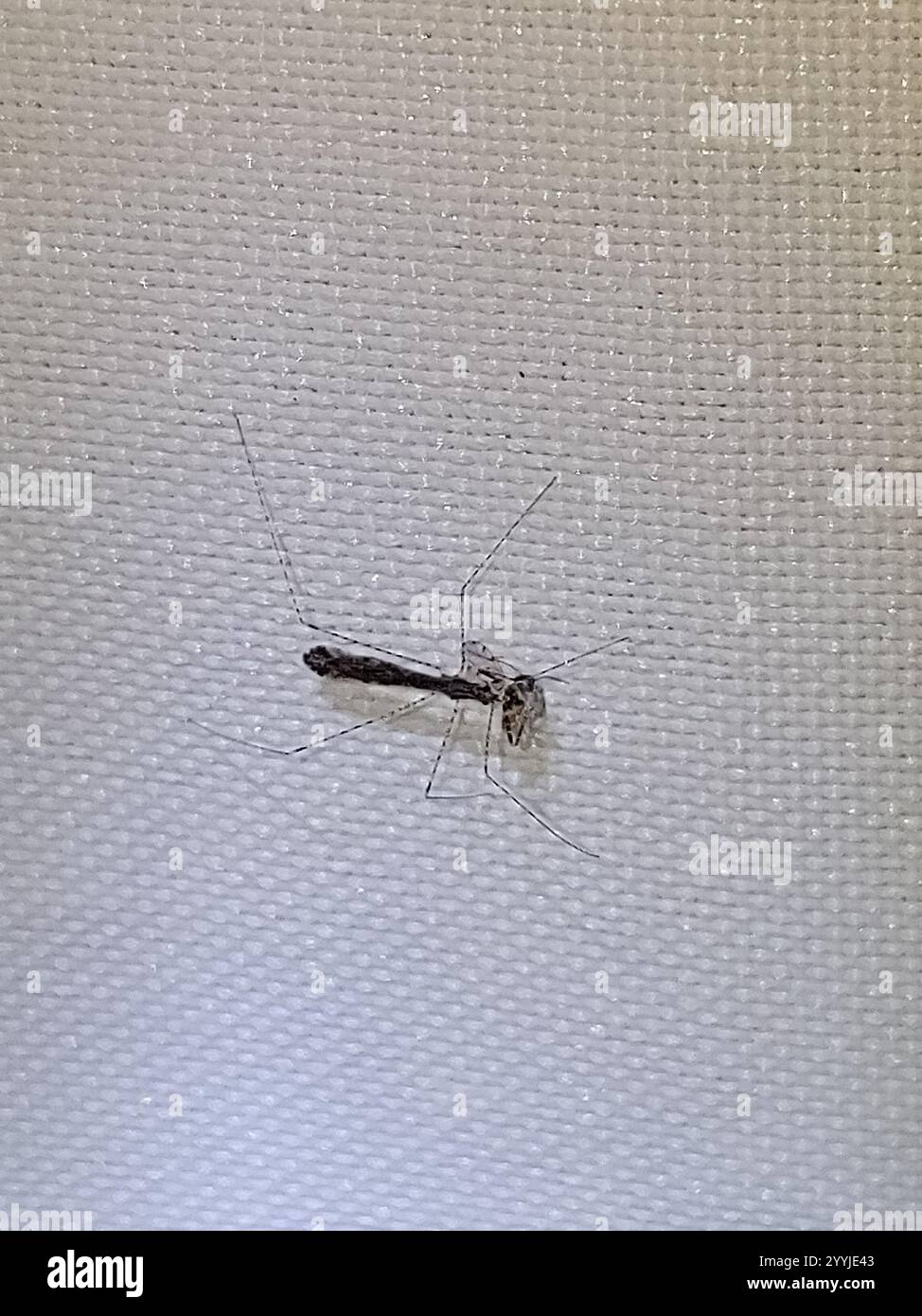 Thread-legged Bugs (Emesinae Stock Photo - Alamy