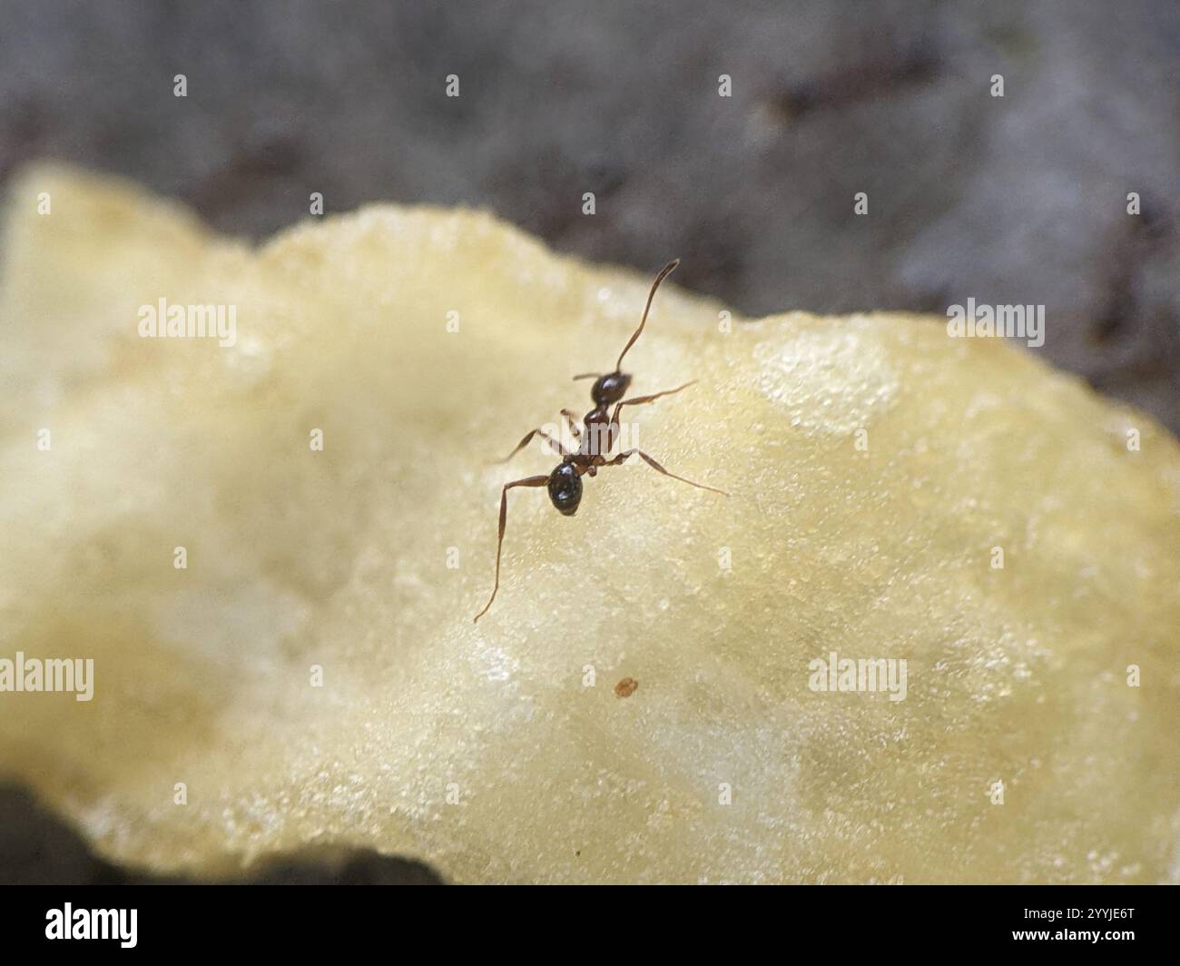 Large Imported Big-headed Ant (Pheidole obscurithorax Stock Photo - Alamy