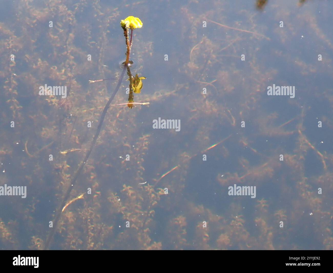 Yellow bladderwort (Utricularia × neglecta Stock Photo - Alamy