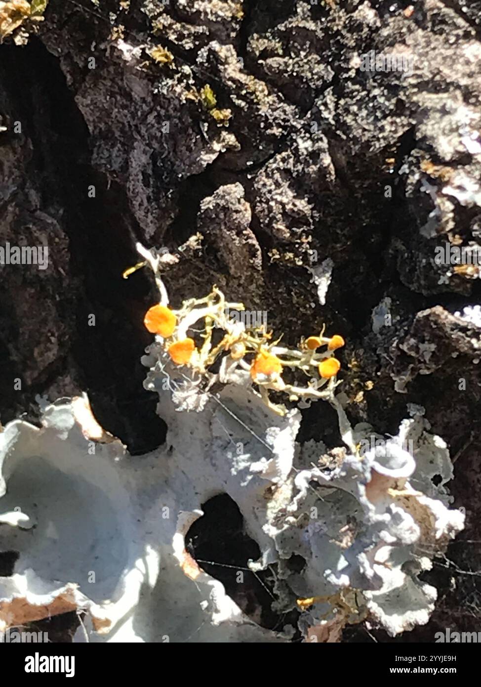 Golden-eye Lichen (Teloschistes chrysophthalmus Stock Photo - Alamy