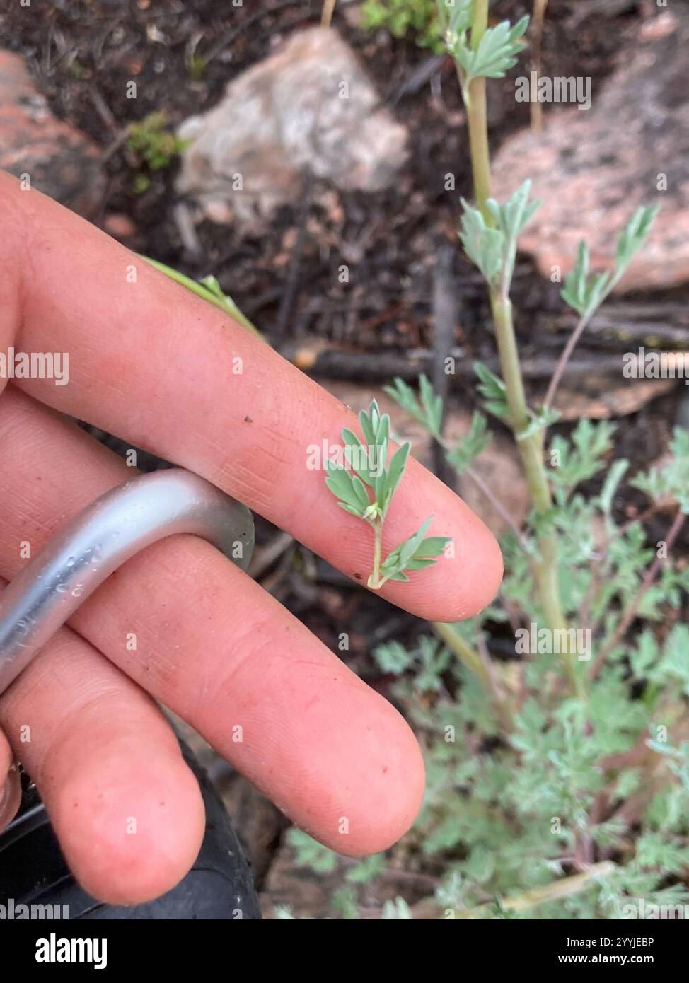 Capnoides sempervirens hi-res stock photography and images - Alamy