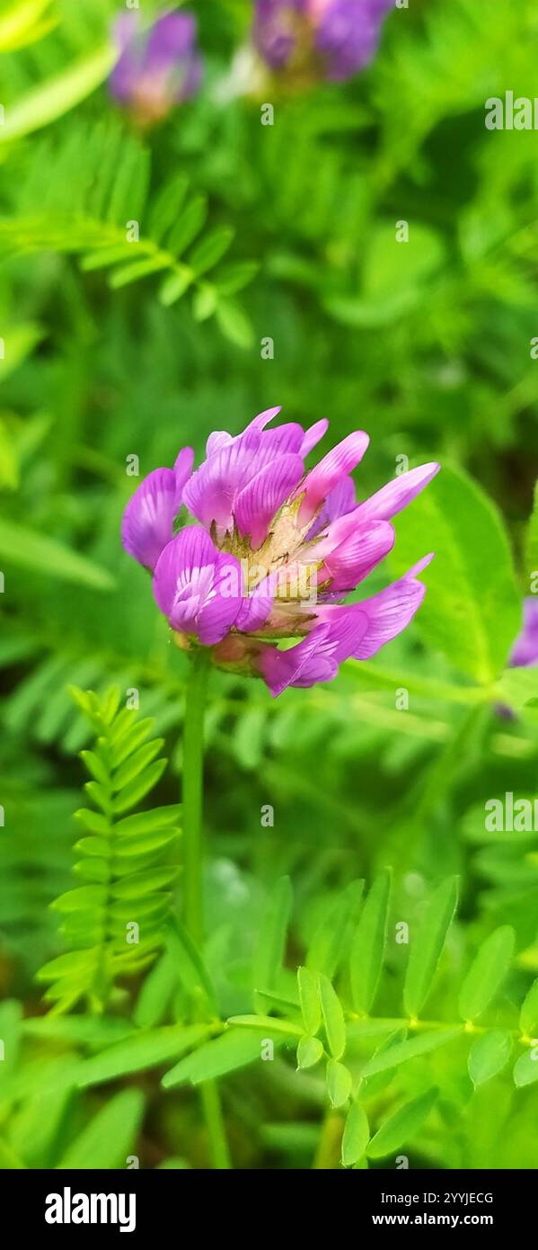 Purple Milk-vetch (Astragalus danicus Stock Photo - Alamy