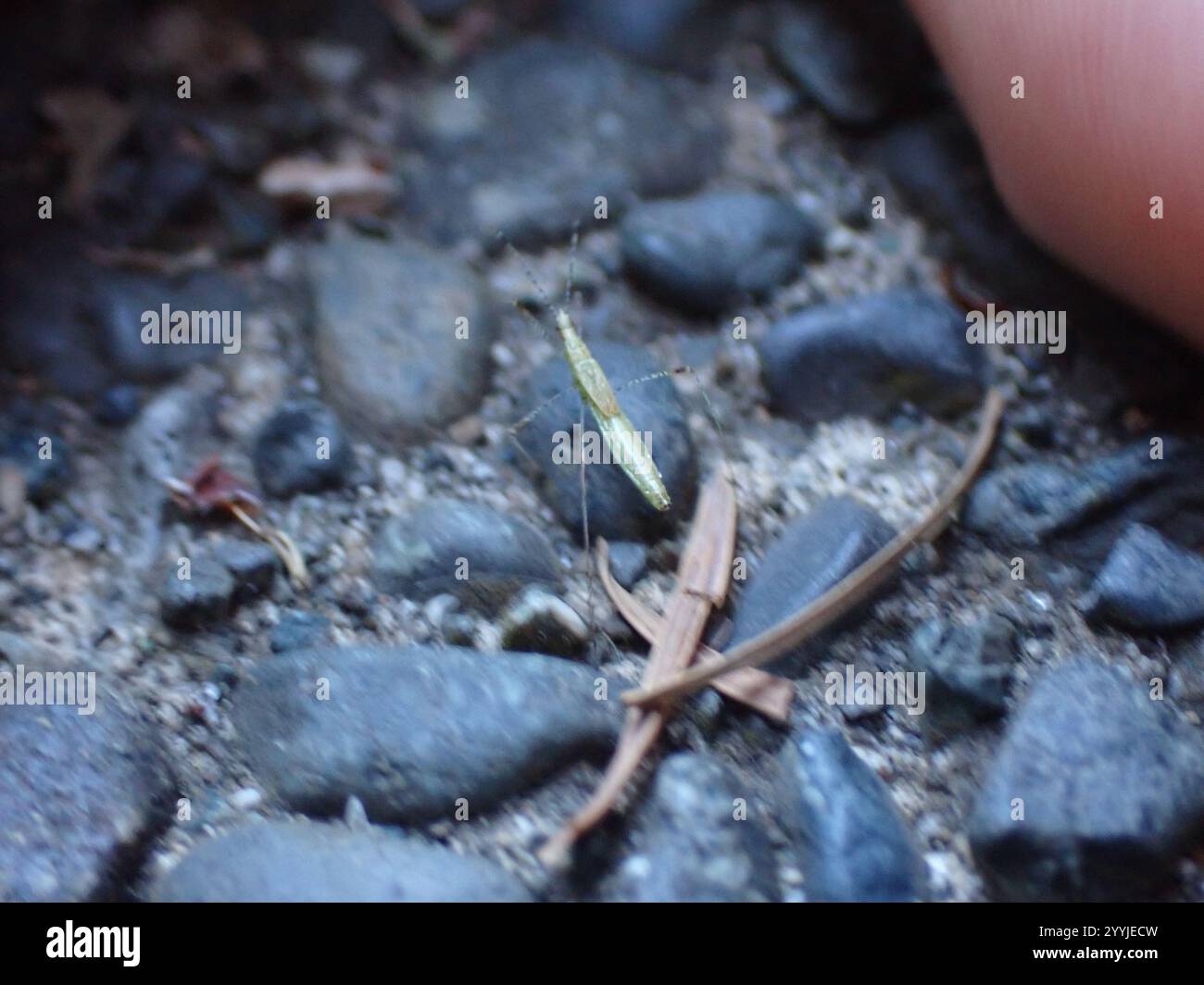 Stilt Bugs (Berytidae Stock Photo - Alamy