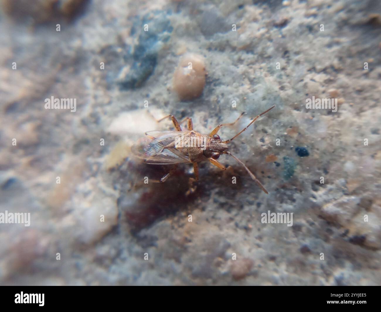 False chinch bugs (Nysius Stock Photo - Alamy